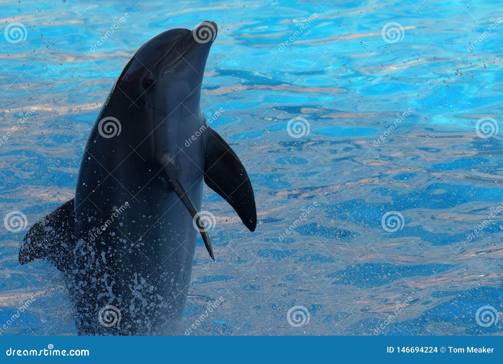 Dolphin show stock photo. Image of mammals, dolphin - 146694224
