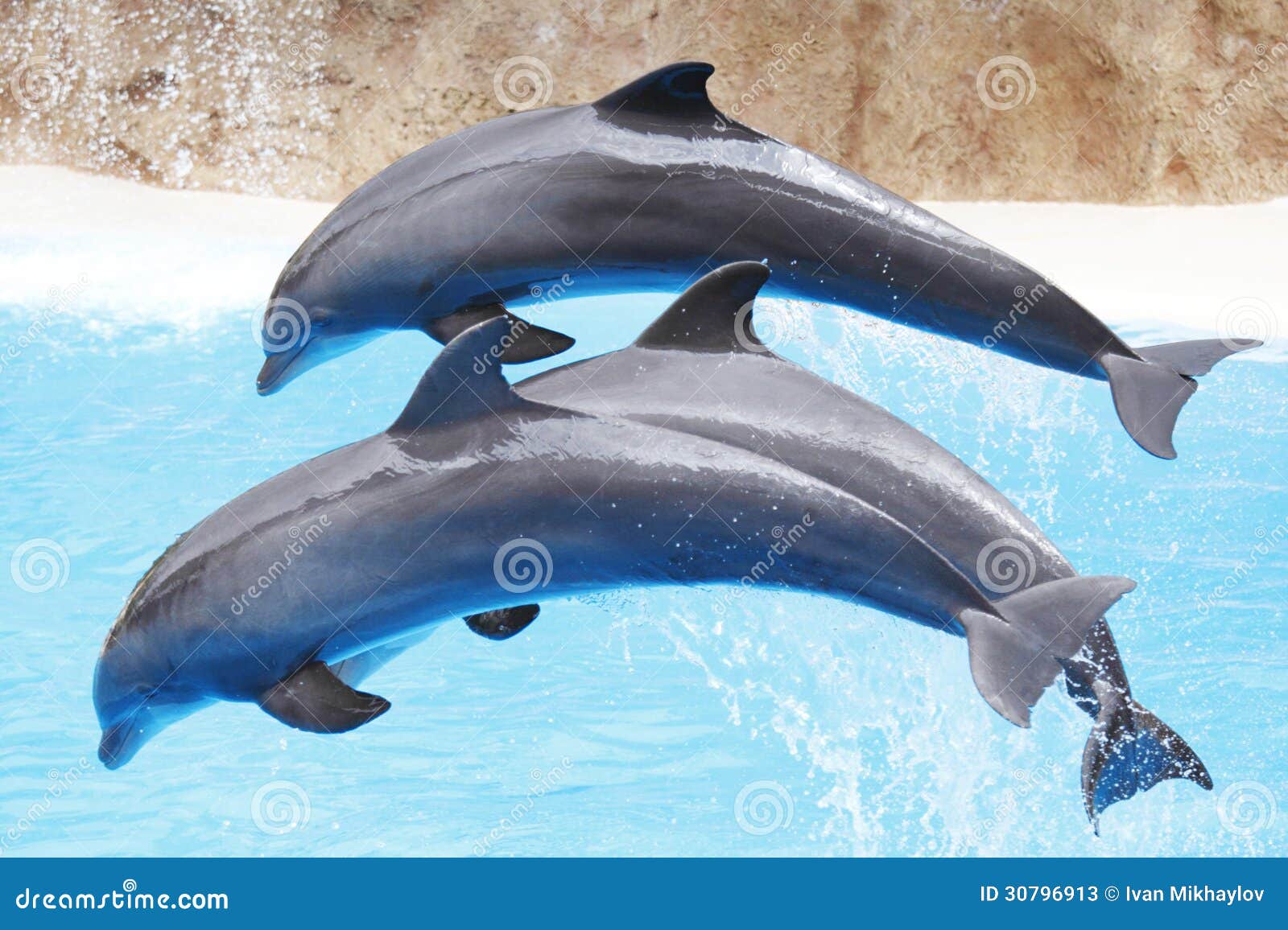 Dolphin show stock image. Image of game, enjoy, leap - 30796913