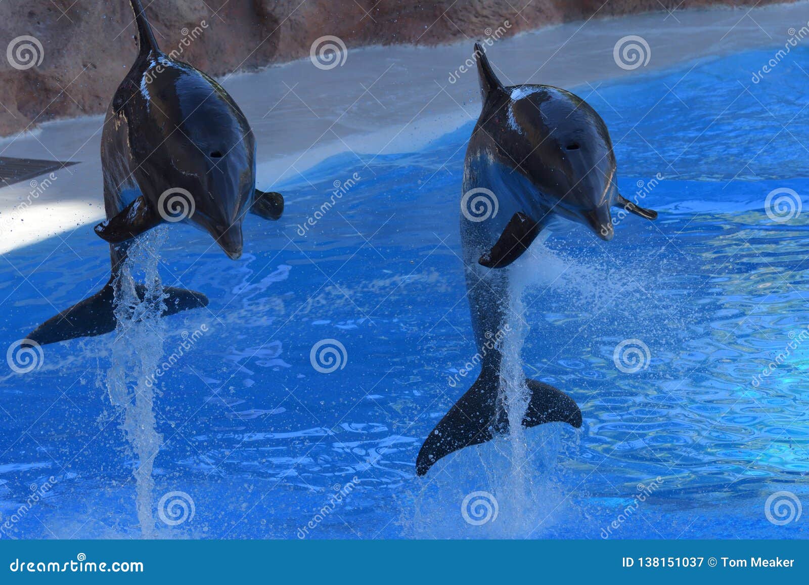 Dolphin show stock image. Image of dolphin, outdoors - 138151037