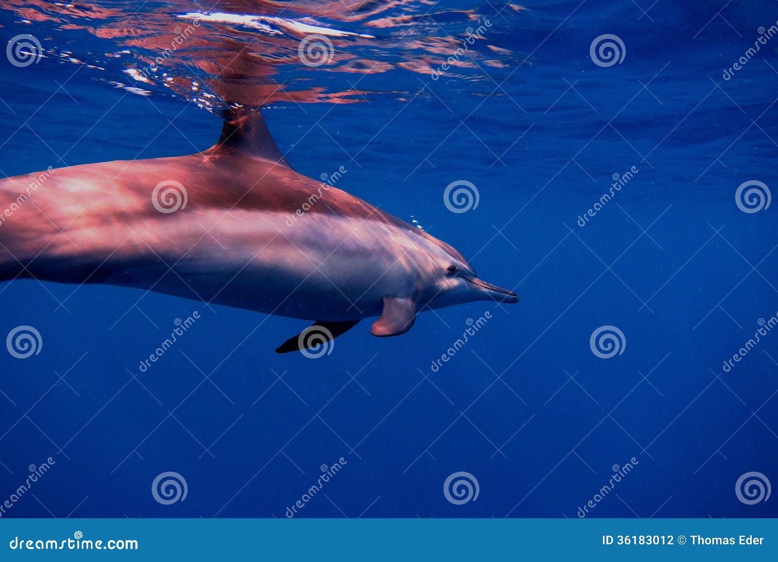Dolphin from the side stock photo. Image of ocean, family - 36183012