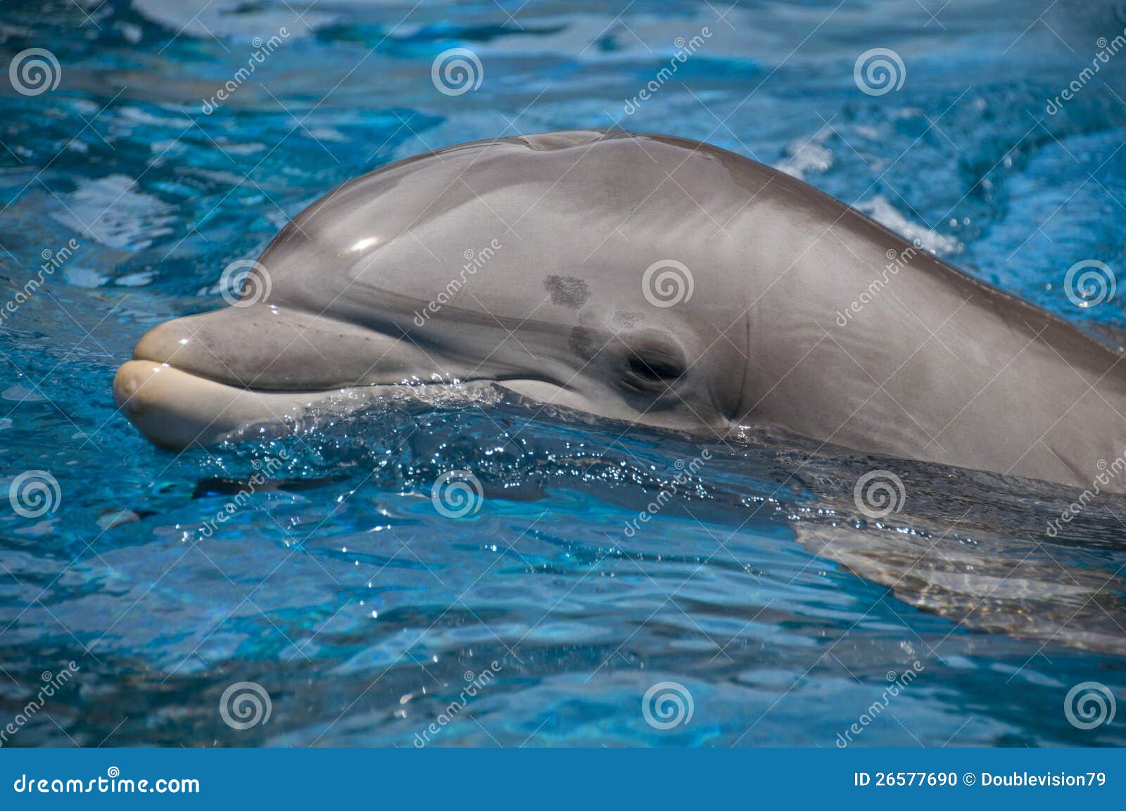Dolphin Side Profile stock photo. Image of head, mammal - 26577690