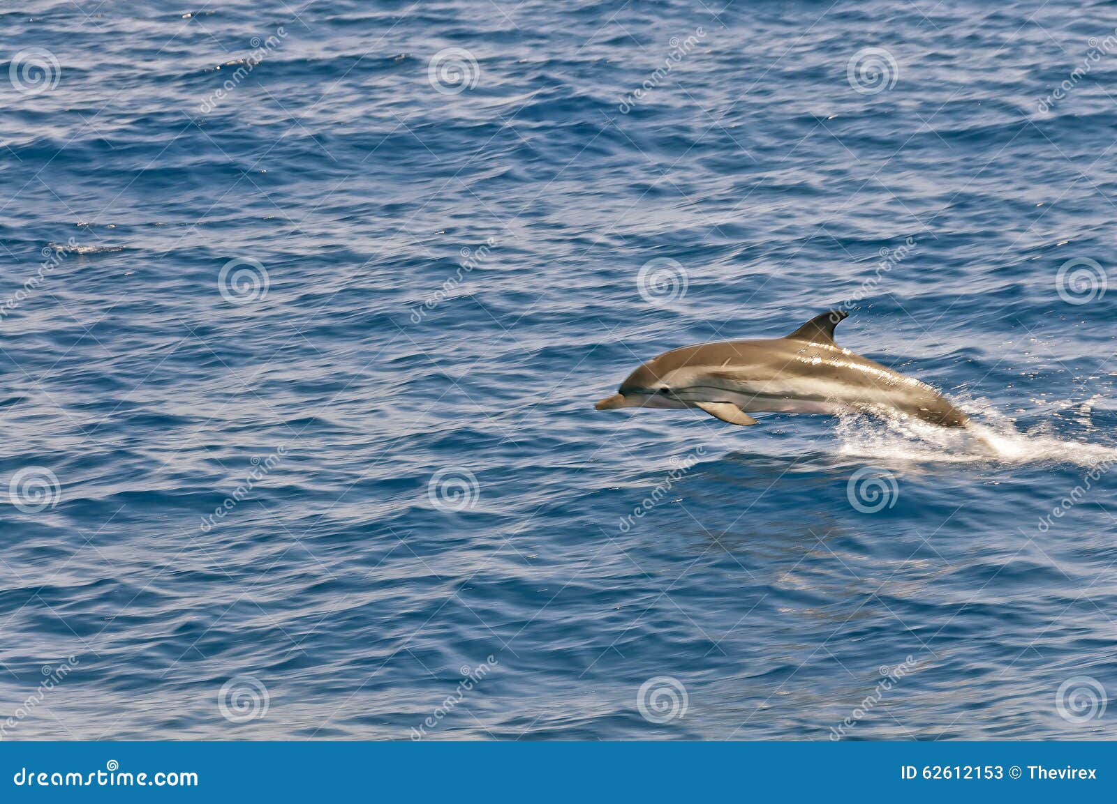 Dolphin stock image. Image of jumps, side, dolphin, animal - 62612153