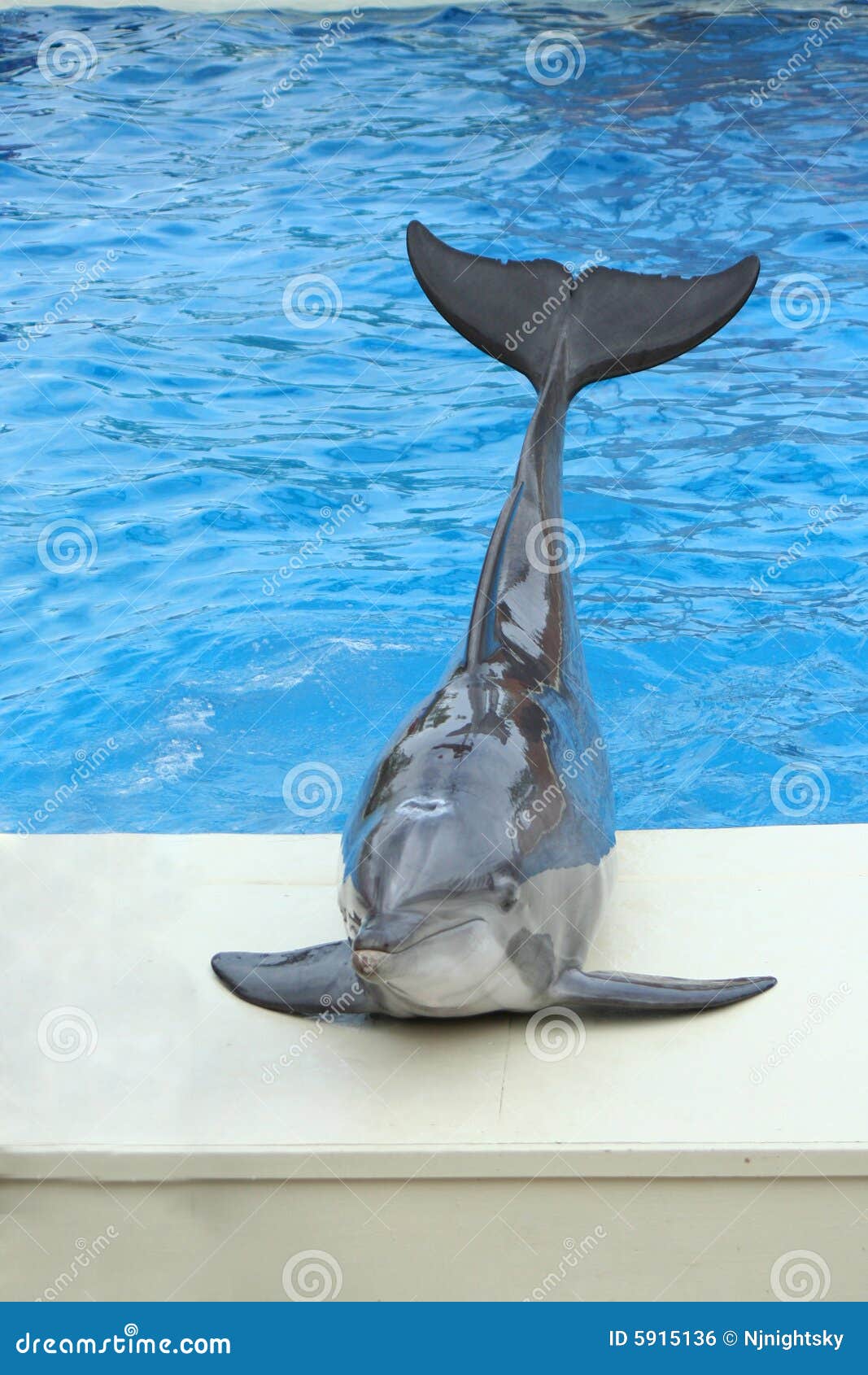 Dolphin Sitting on the Edge of a Pool Stock Photo - Image of pool ...