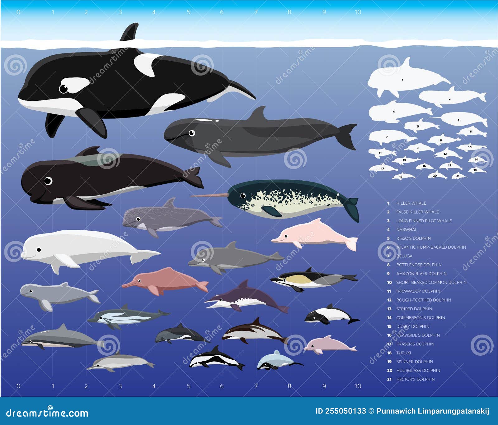 Dolphin Sizes Comparisons Cartoon Vector Illustration Set ...