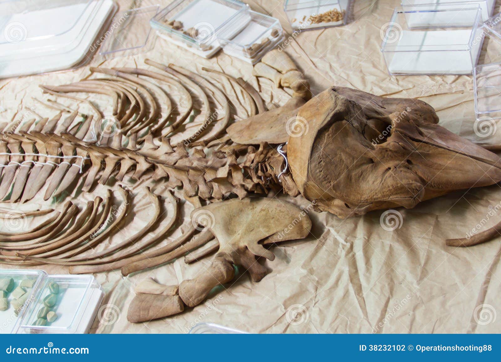 Dolphin skeleton stock photo. Image of fishing, bones - 38232102
