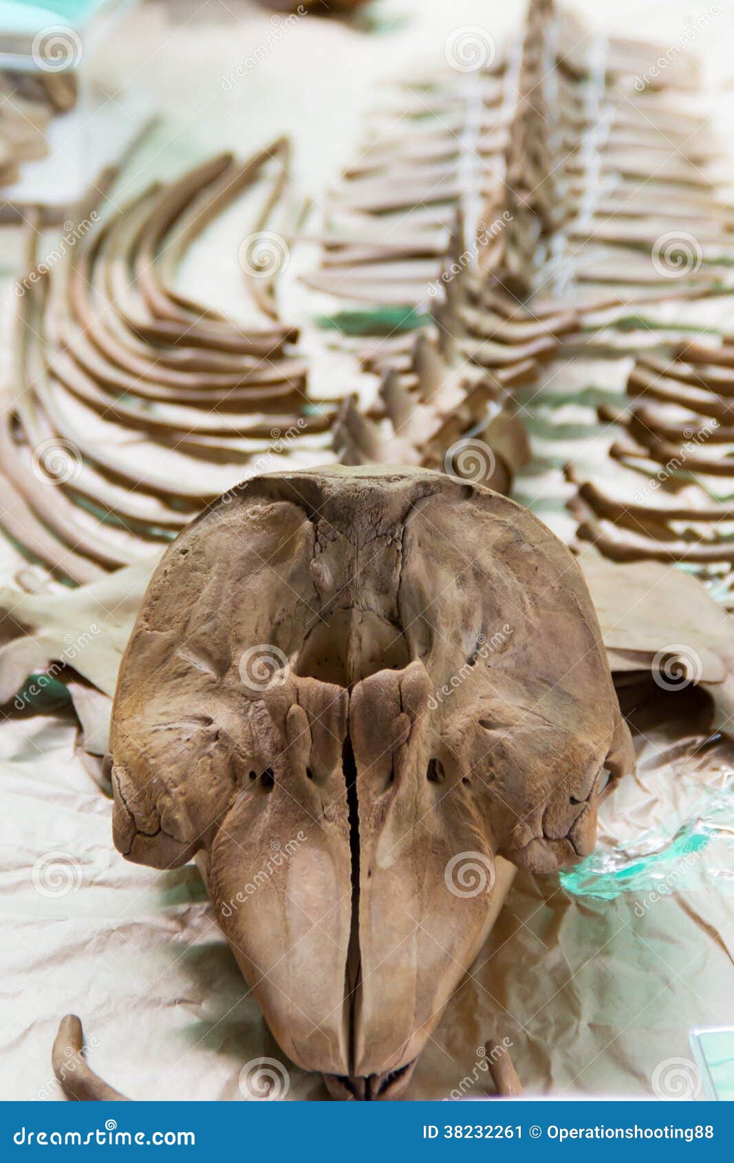 Dolphin skeleton stock image. Image of animal, frame - 38232261