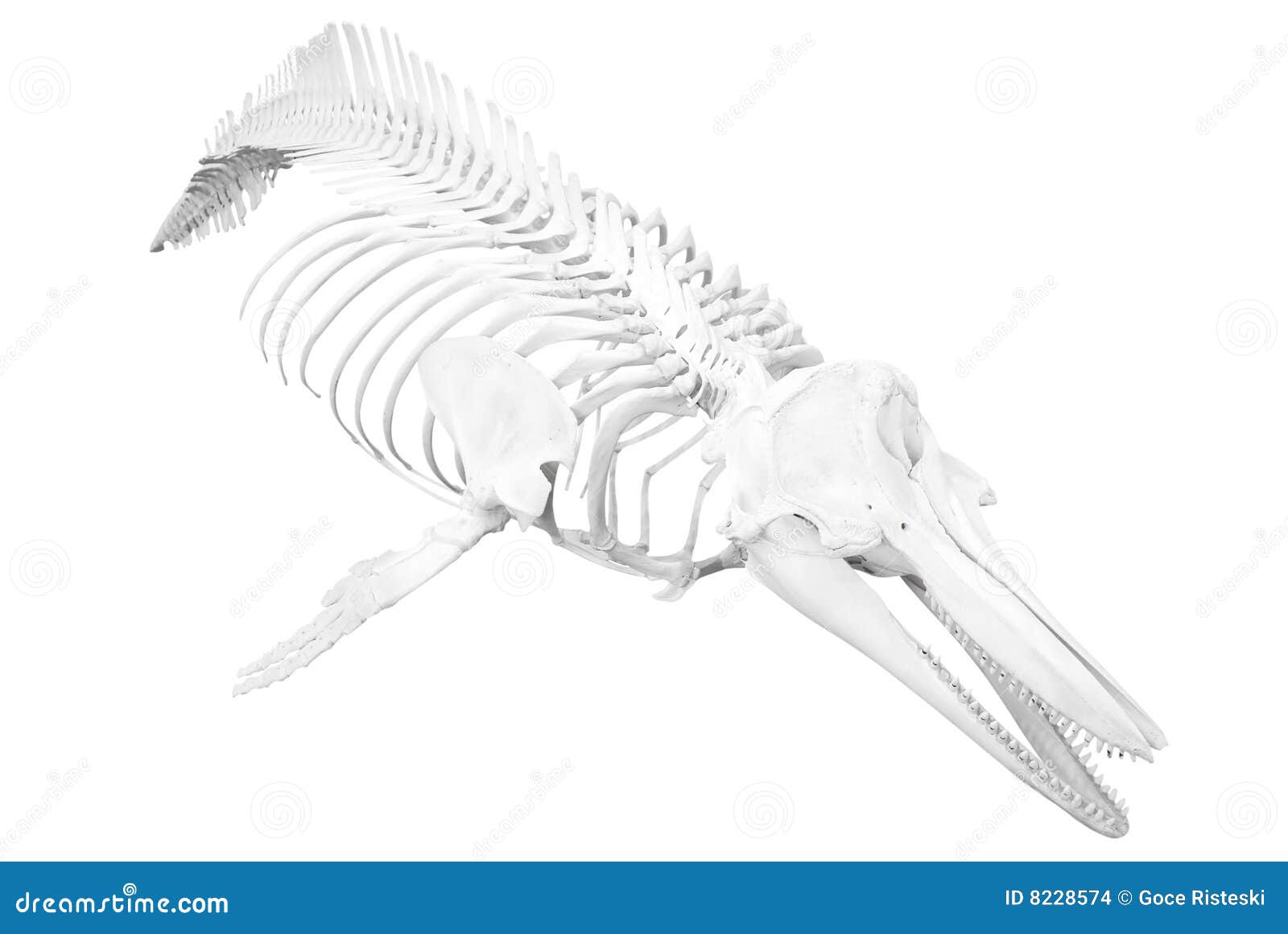 Dolphin skeleton stock photo. Image of bone, wild, front - 8228574