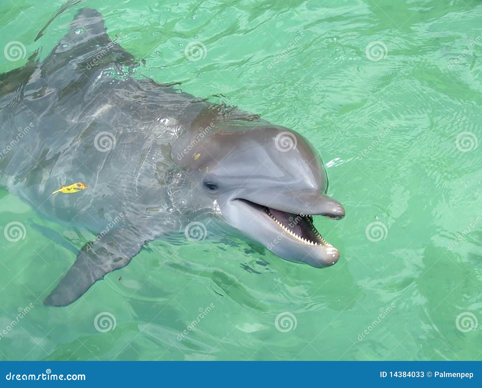 Dolphin Smile. stock image. Image of motion, enjoyment - 14384033