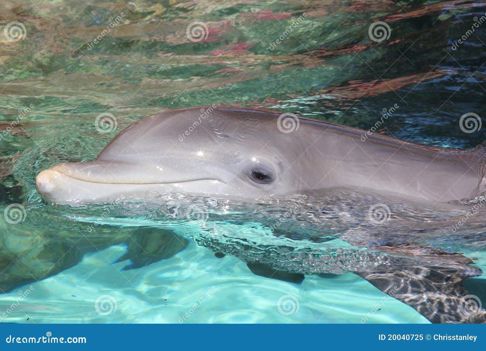 Dolphin smile stock image. Image of cute, flipper, smile - 20040725