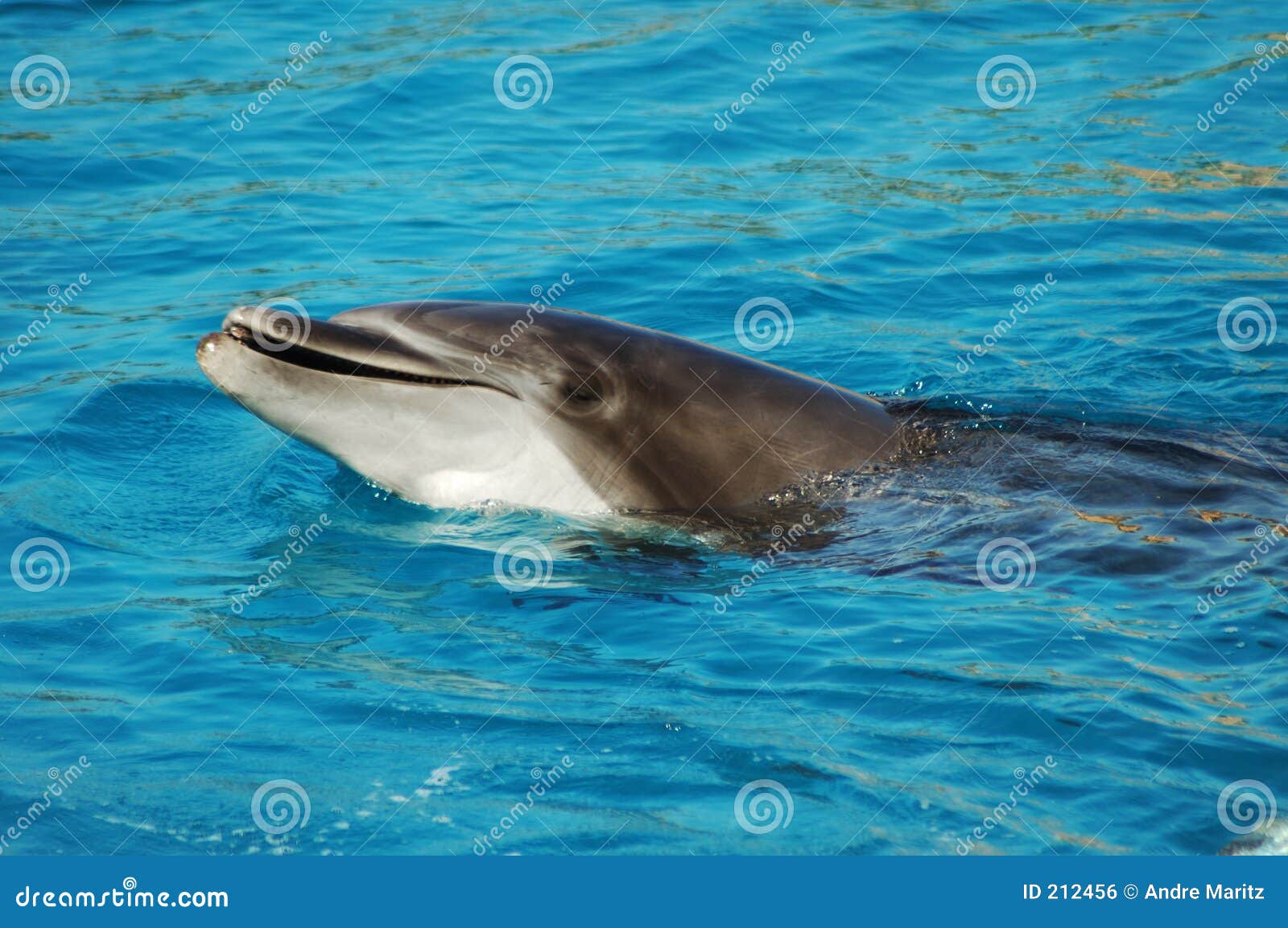 Dolphin smile stock photo. Image of bottlenose, fish, captivity - 212456