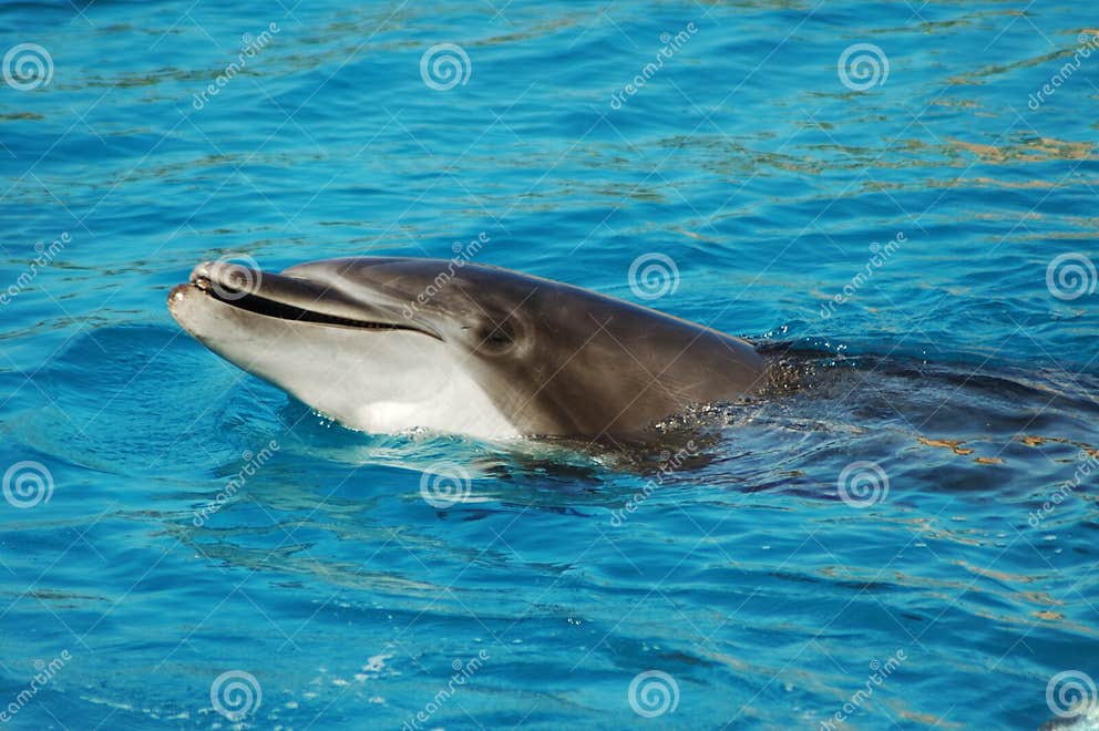 Dolphin smile stock photo. Image of bottlenose, fish, captivity - 212456