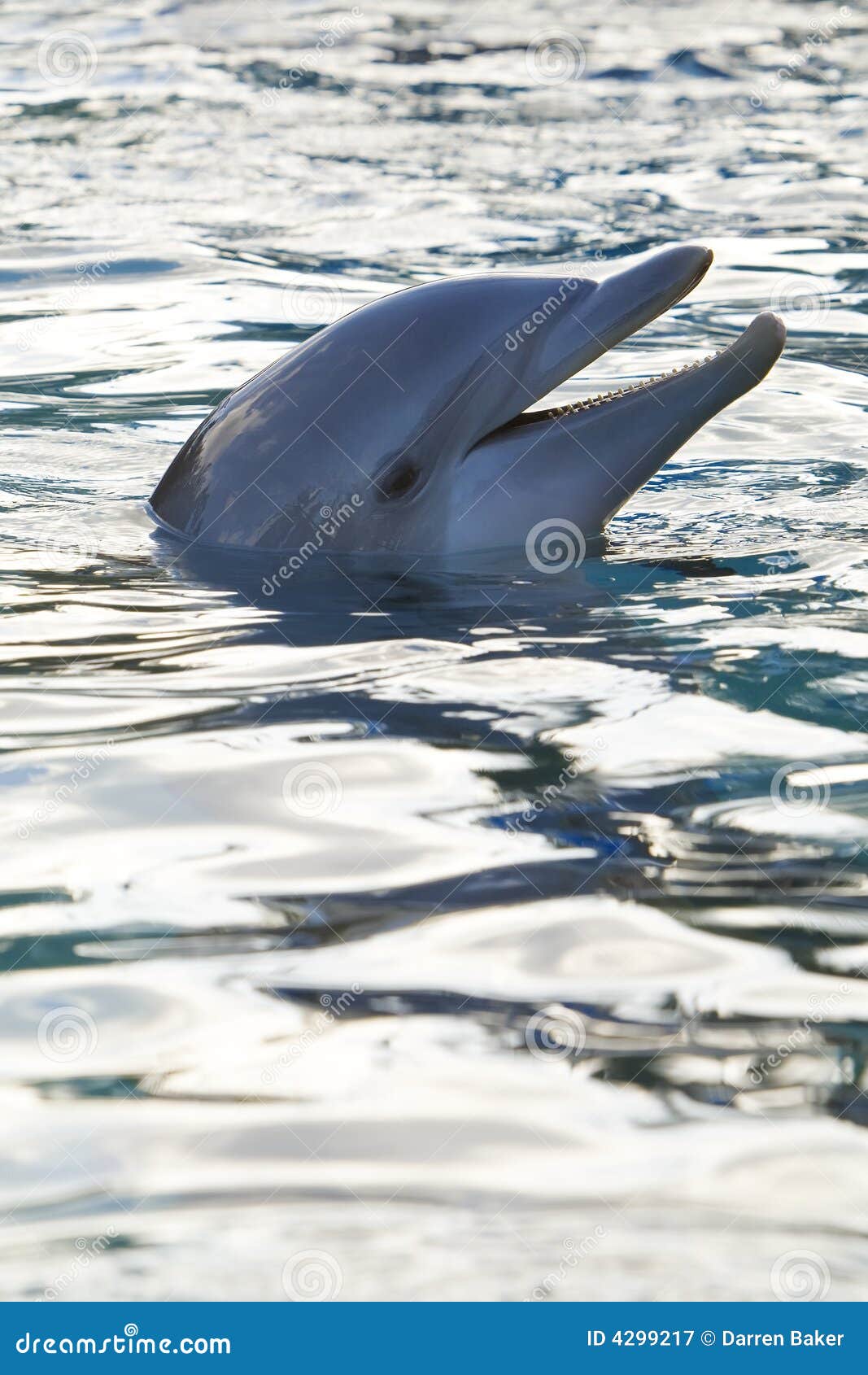Dolphin Smile stock image. Image of nosed, smiling, mammal - 4299217