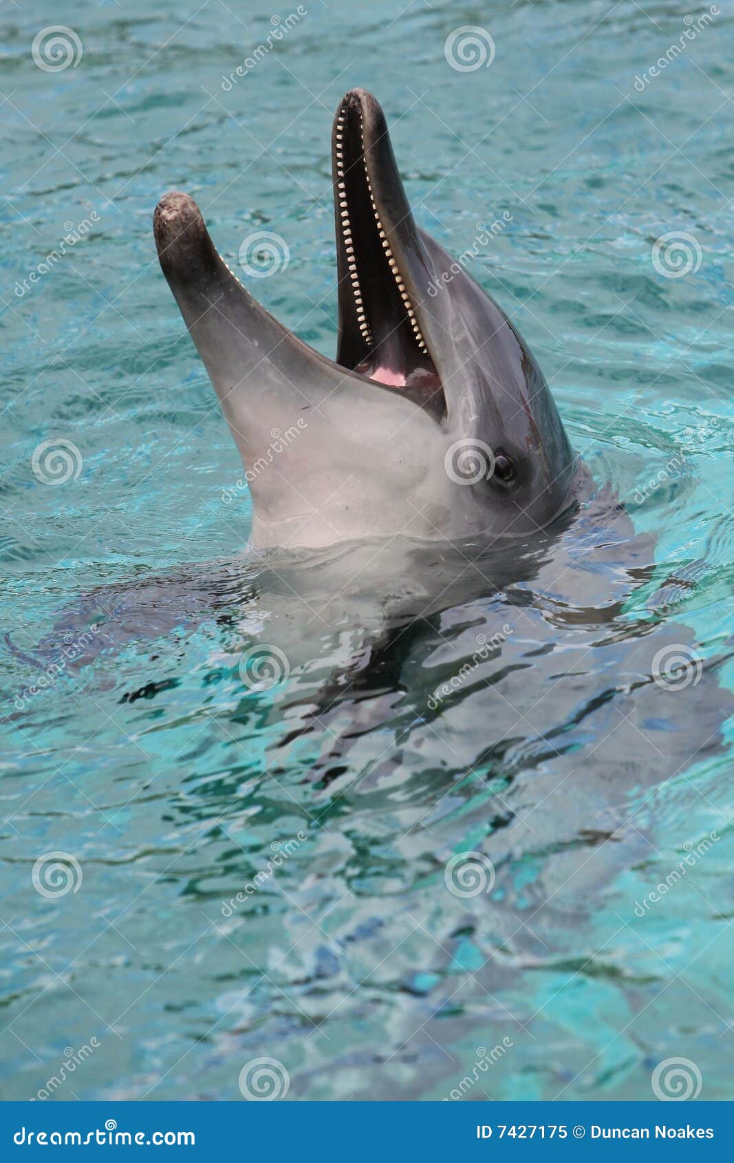 Dolphin Smile stock image. Image of marine, mammal, ocean - 7427175