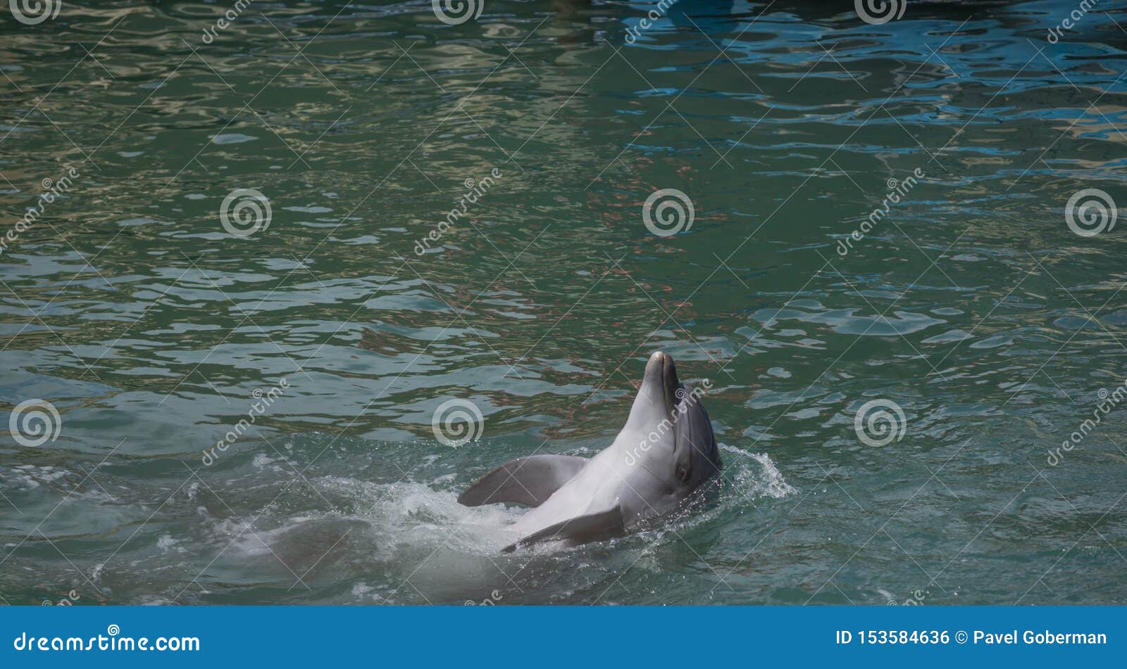 Dolphin Smile in Water. Cute Dolphin Smiling Stock Photo - Image of ...