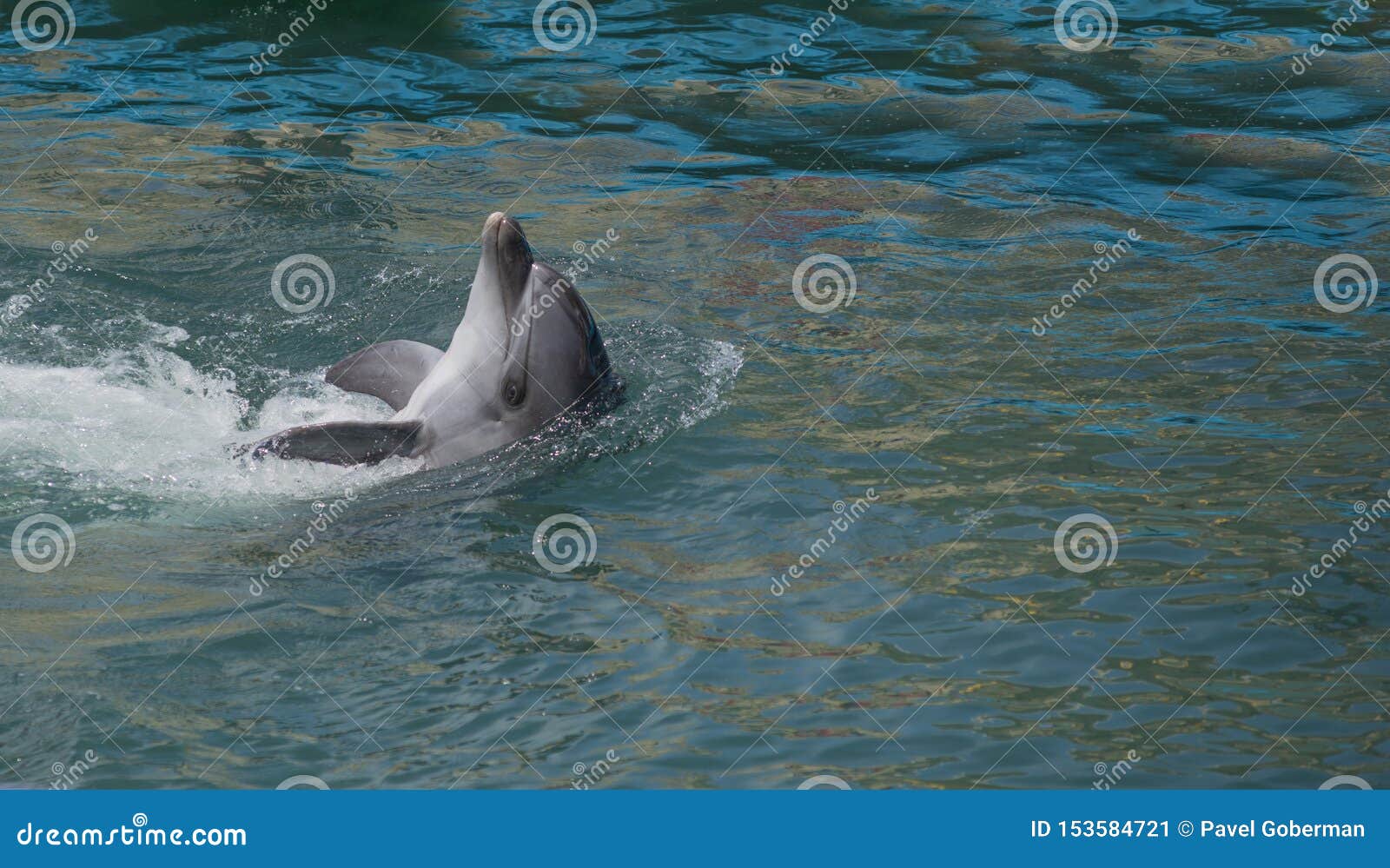 Dolphin Smile in Water. Cute Dolphin Smiling Stock Image - Image of ...