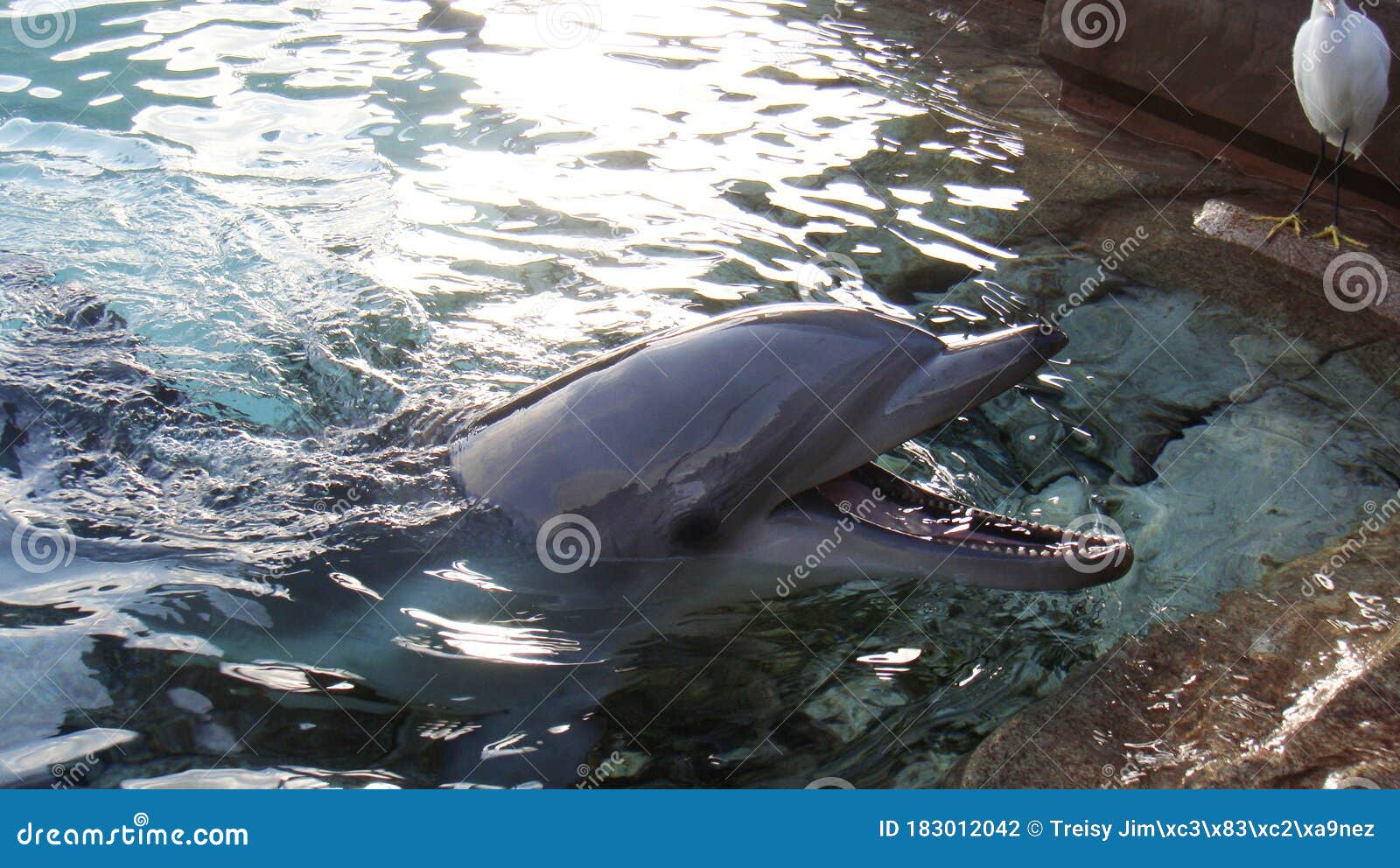 Dolphin Smile in Water. Dolphin in Water. Dolphin Smilin Stock Photo ...