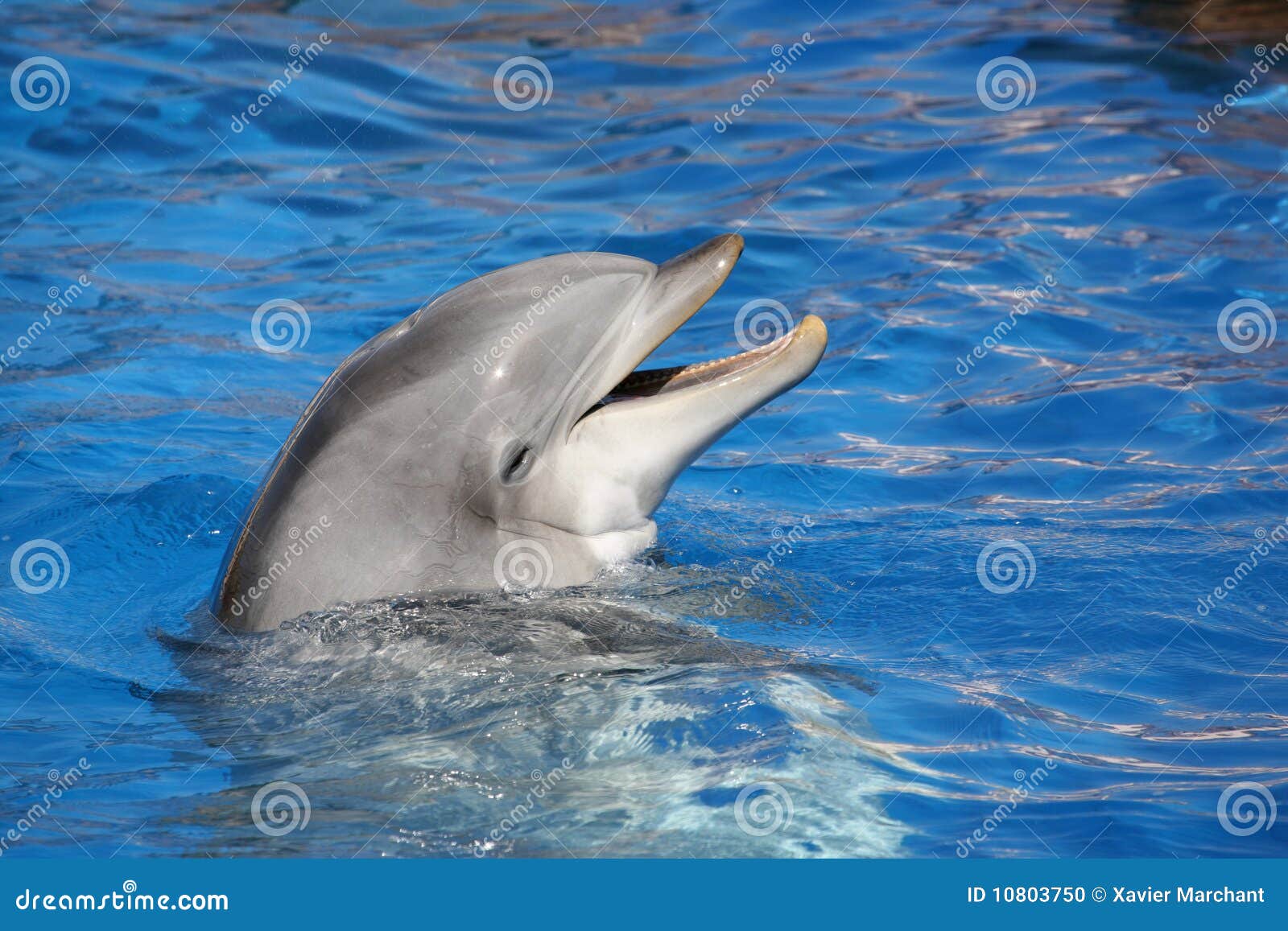 Dolphin smiling stock photo. Image of animal, water, ocean - 10803750
