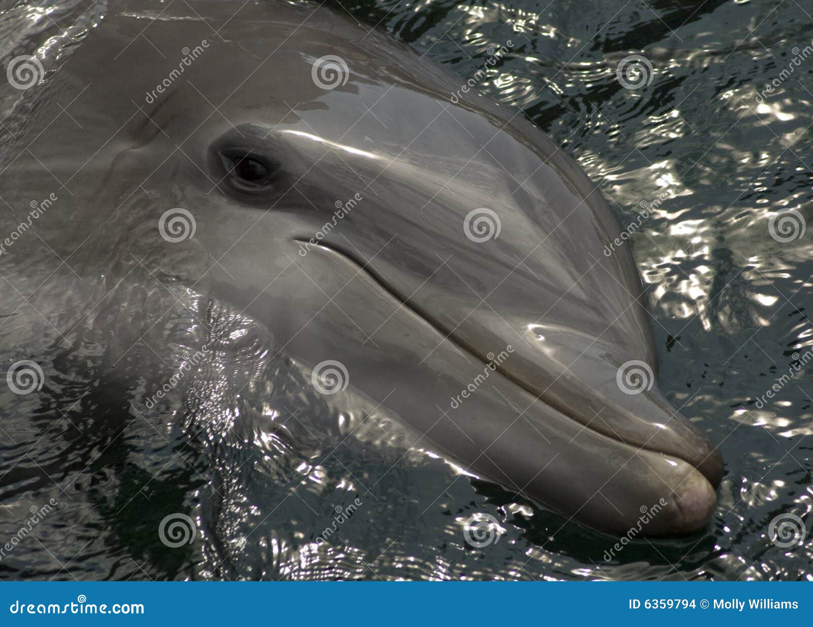 Dolphin smiling stock photo. Image of playful, plunge - 6359794