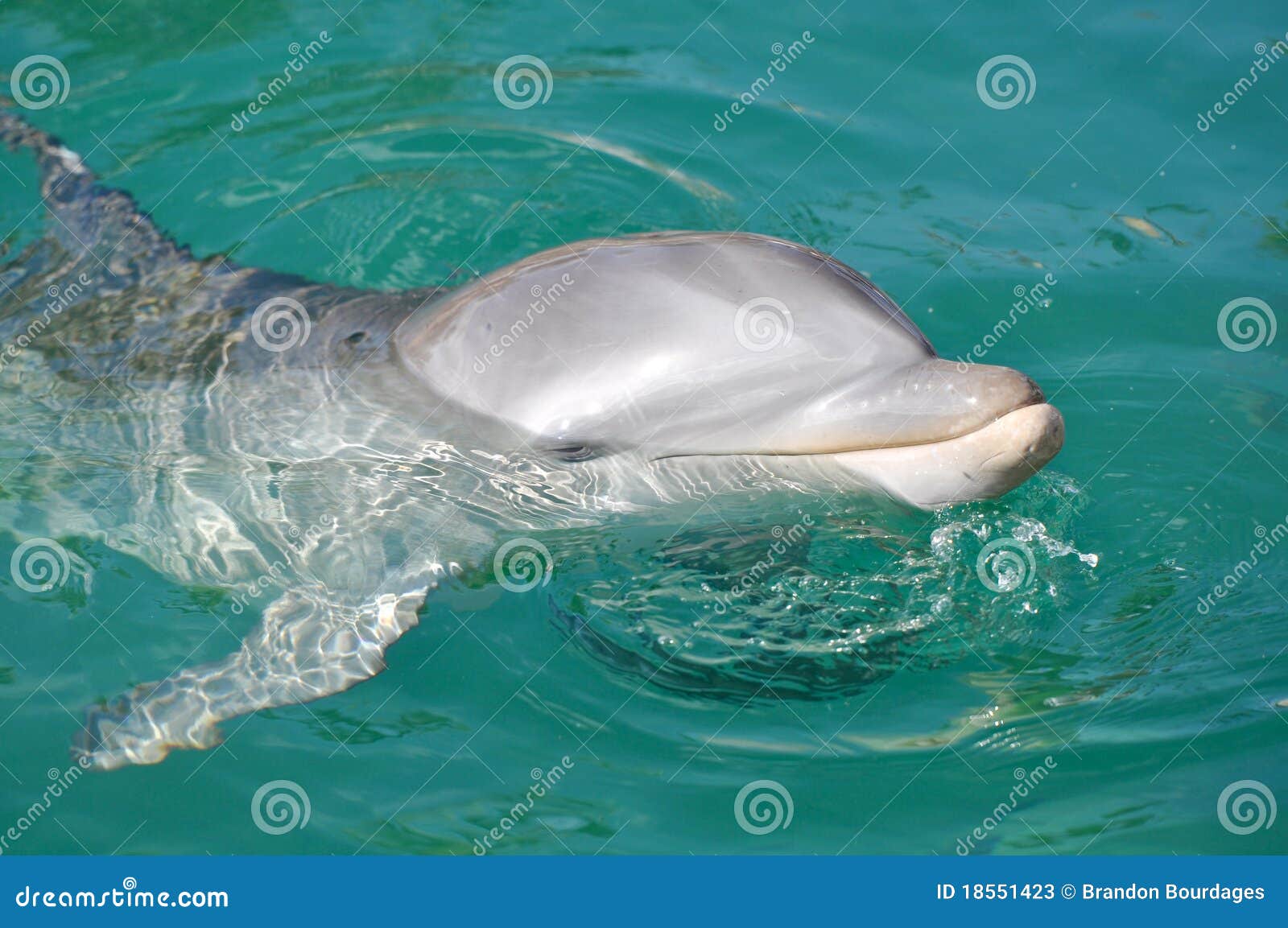 Dolphin Smiling Close Up in Water Stock Image - Image of mouth ...