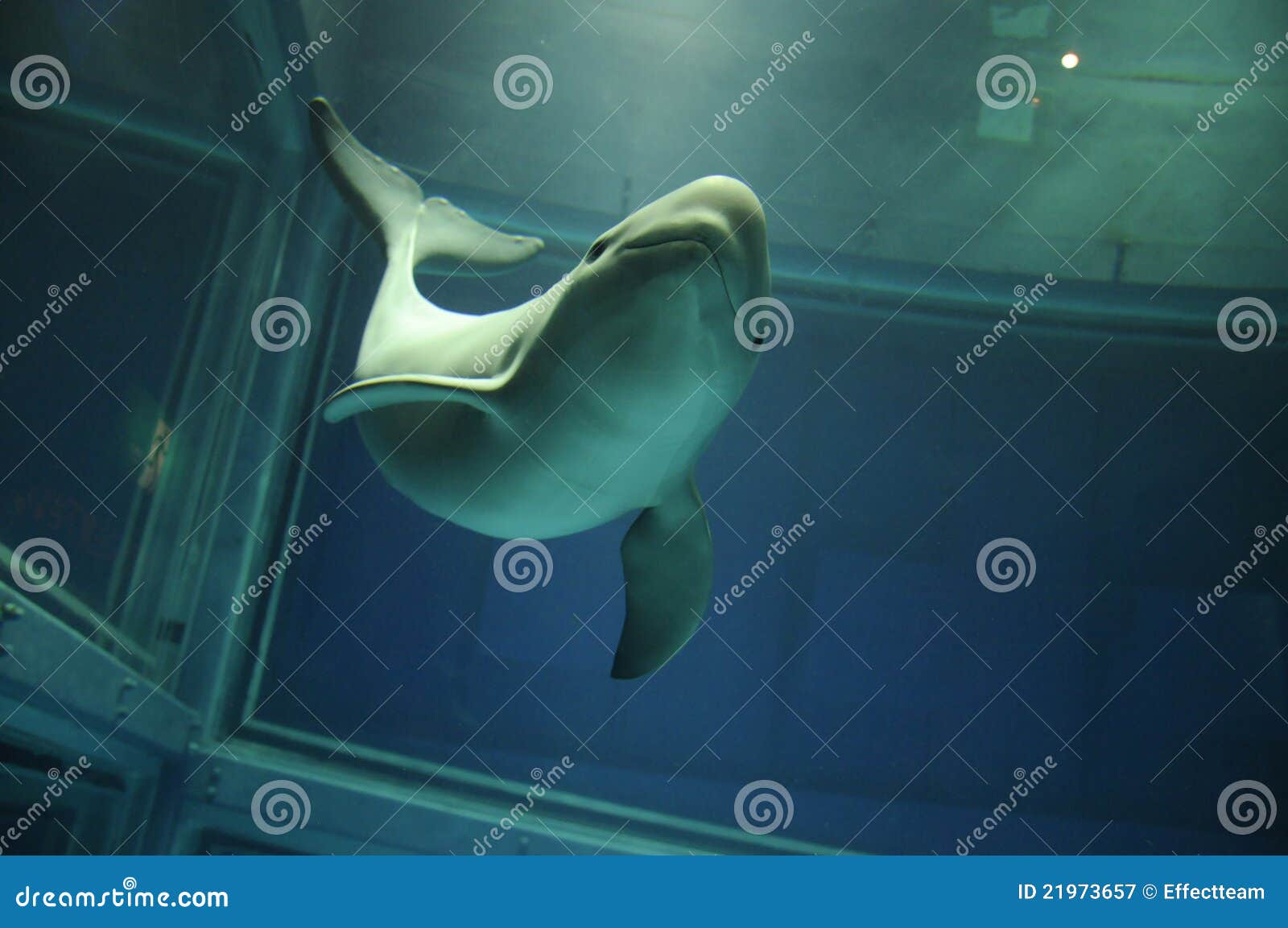 Dolphin Smiling Front of the Camera Stock Image - Image of nature, blue ...