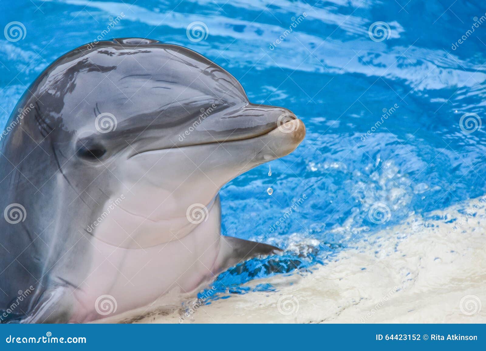 Dolphin Smiling in Pool Portrait Stock Photo - Image of nose, cetaceans ...