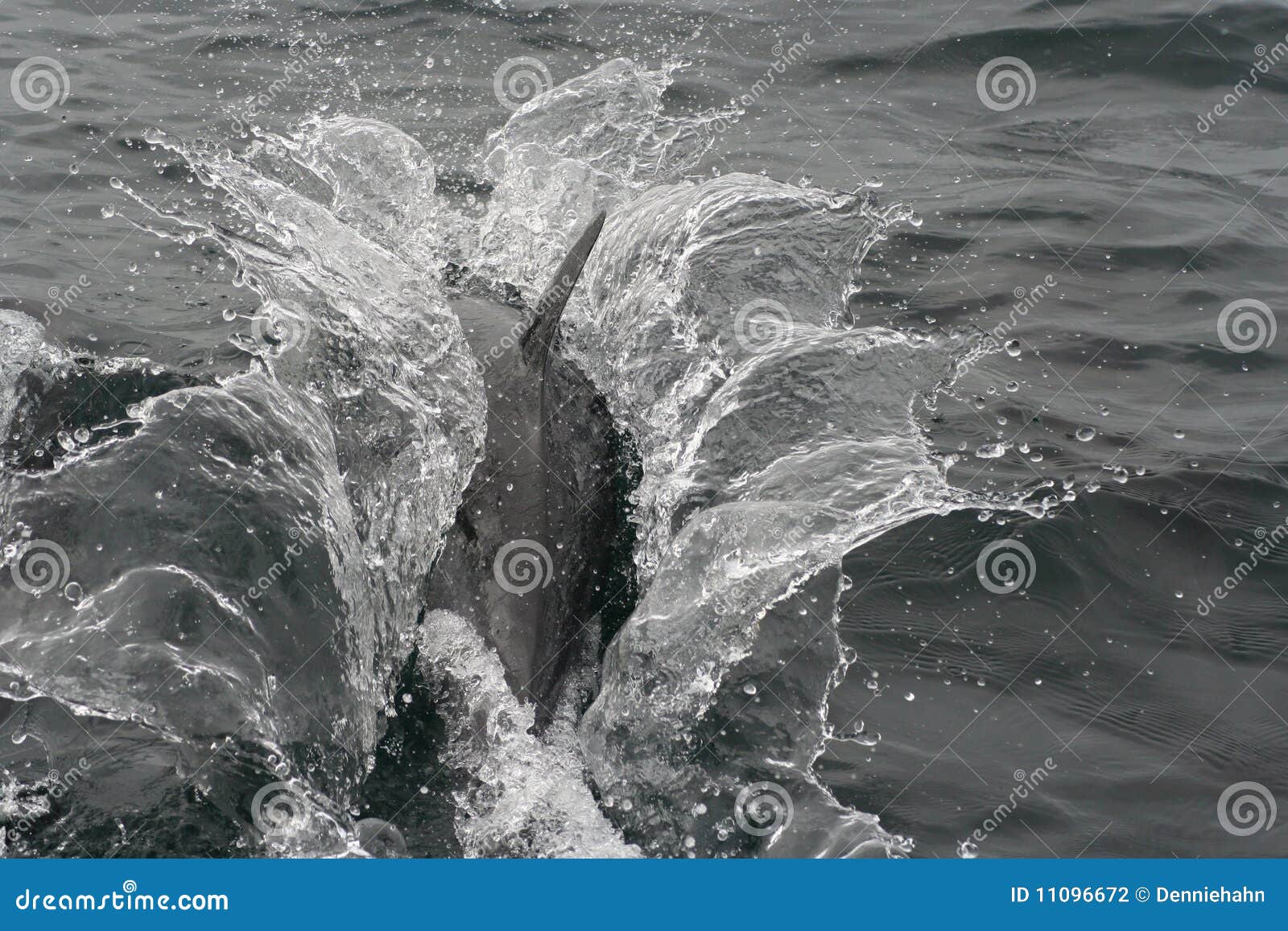 Dolphin splash stock photo. Image of mammal, porpoise - 11096672