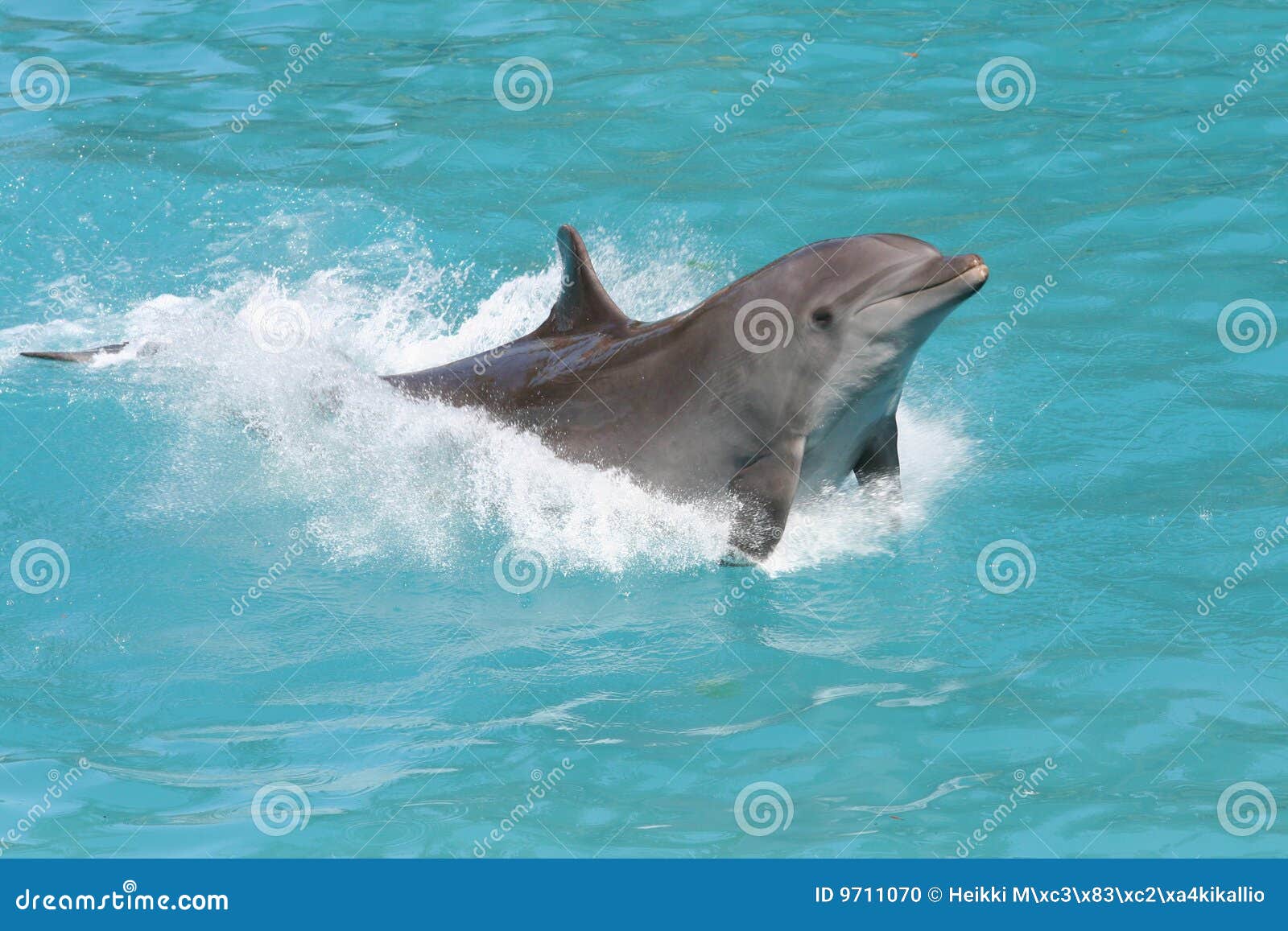 Dolphin splash stock photo. Image of animals, drop, land - 9711070