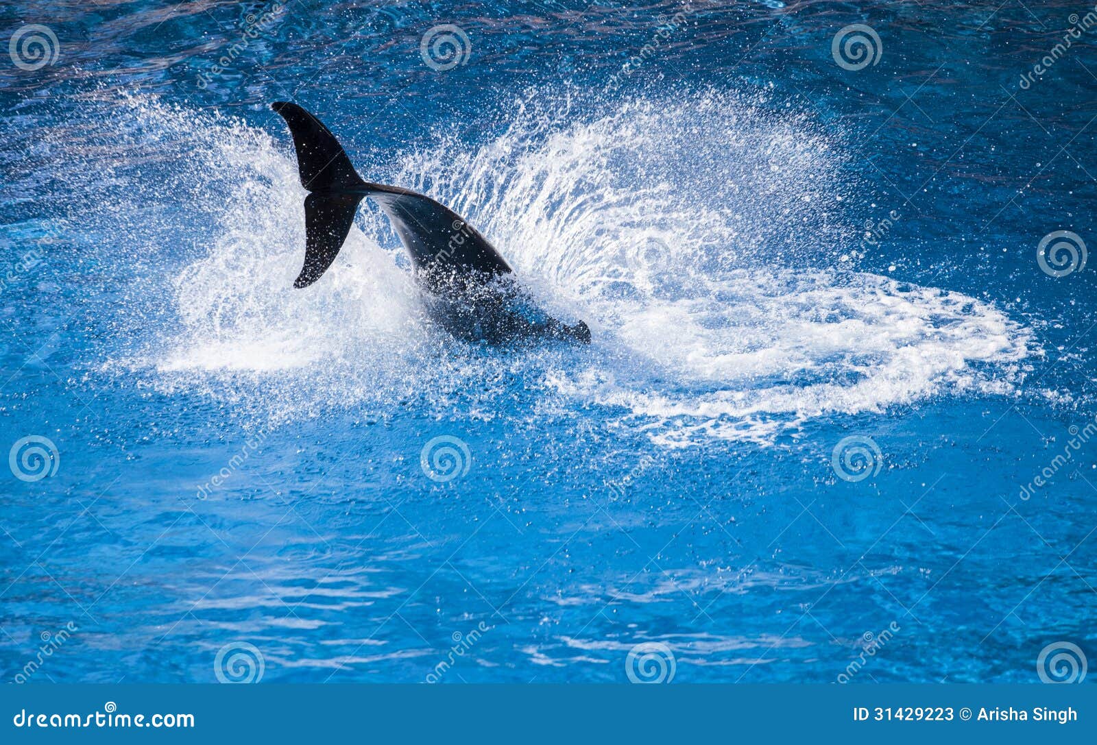Dolphin Splash Stock Photos - Image: 31429223