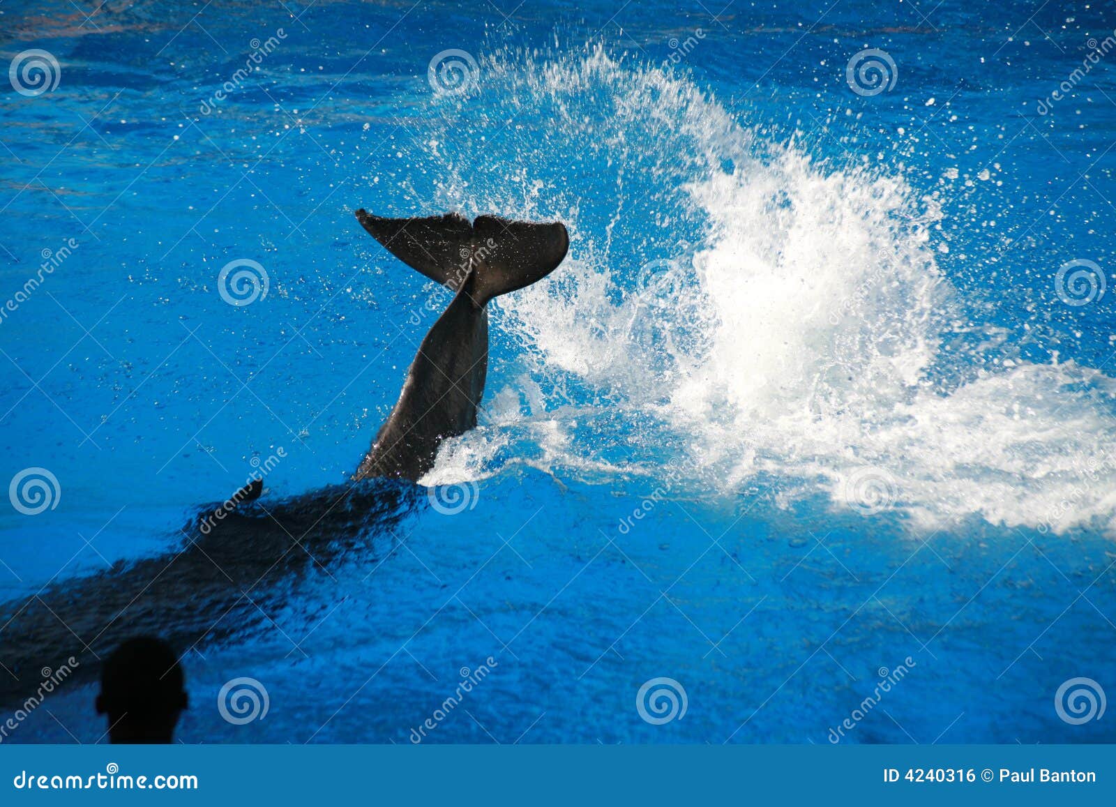 Dolphin splashing stock photo. Image of cute, bottlenose - 4240316