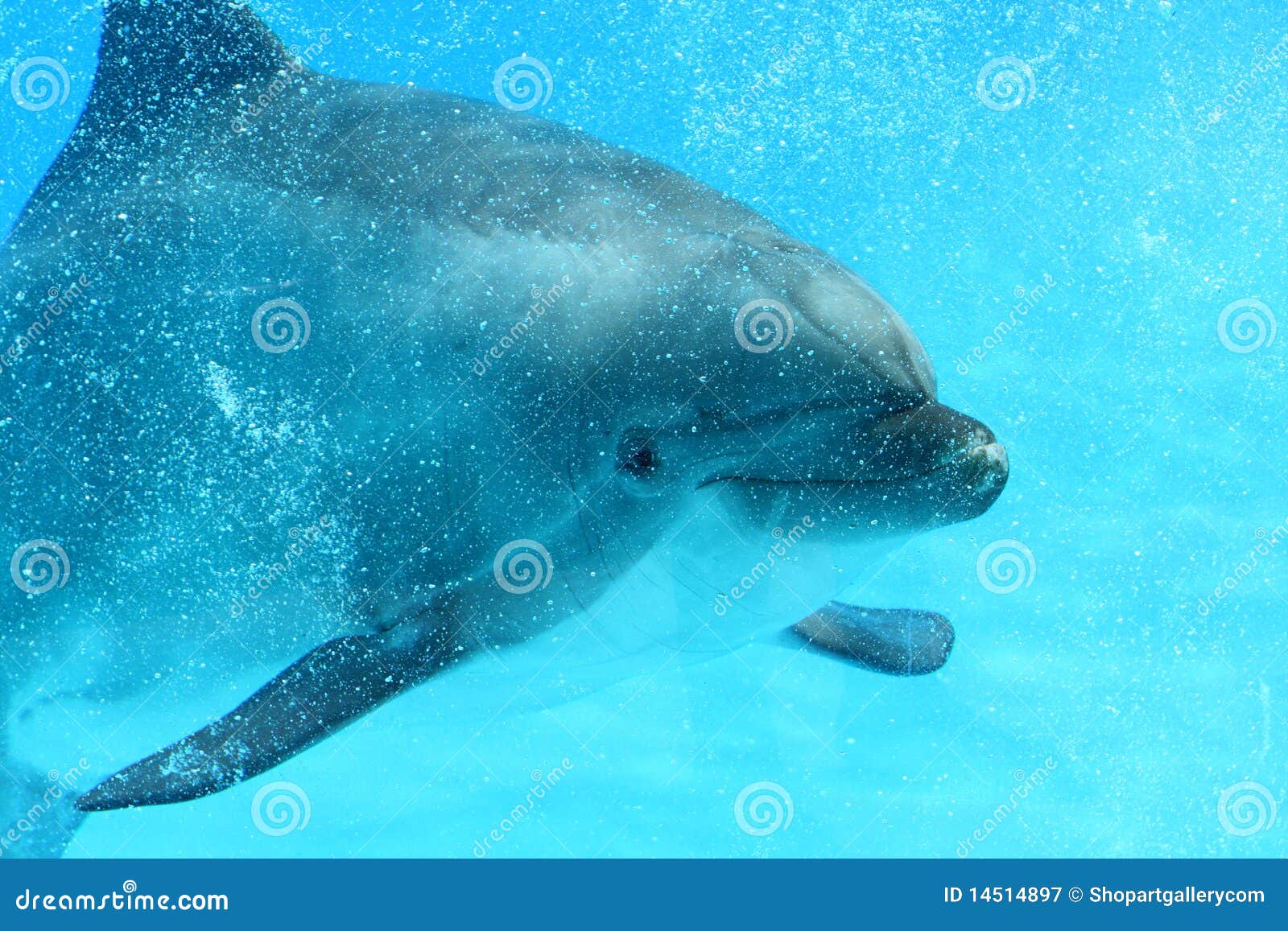 Dolphin Splashing in the Water Stock Image - Image of friend, lovely ...