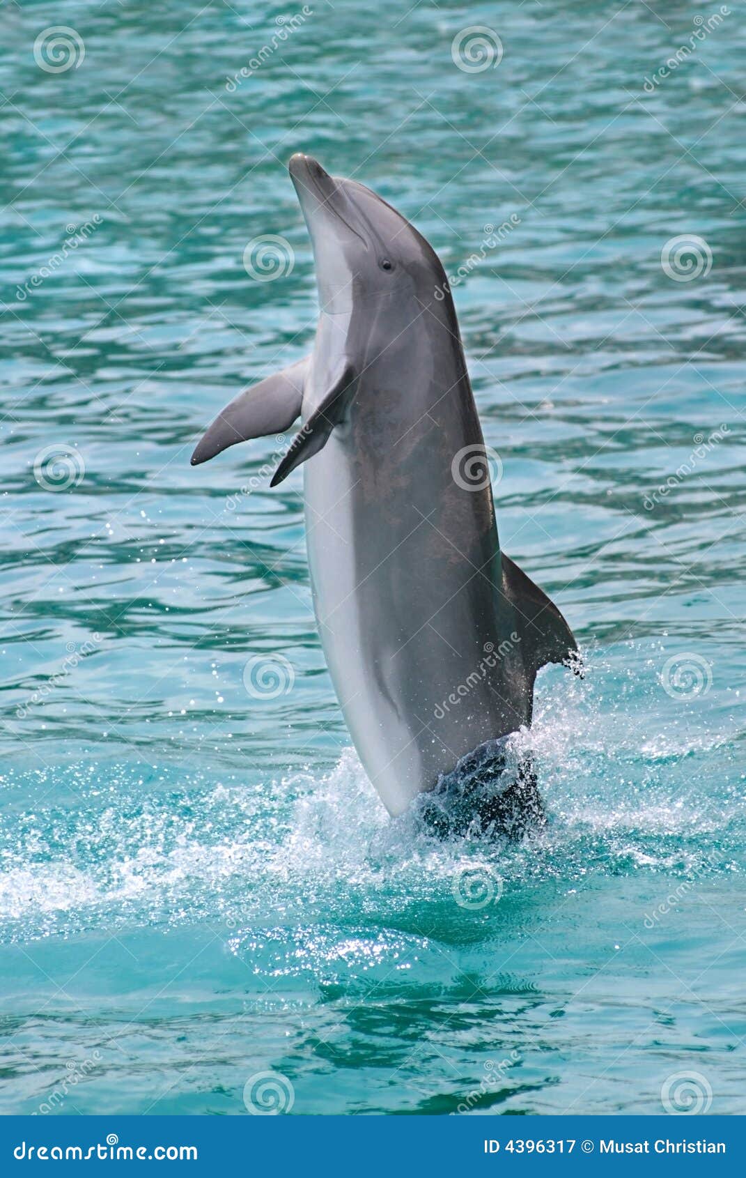 Dolphin standing stock image. Image of closeup, marine - 4396317