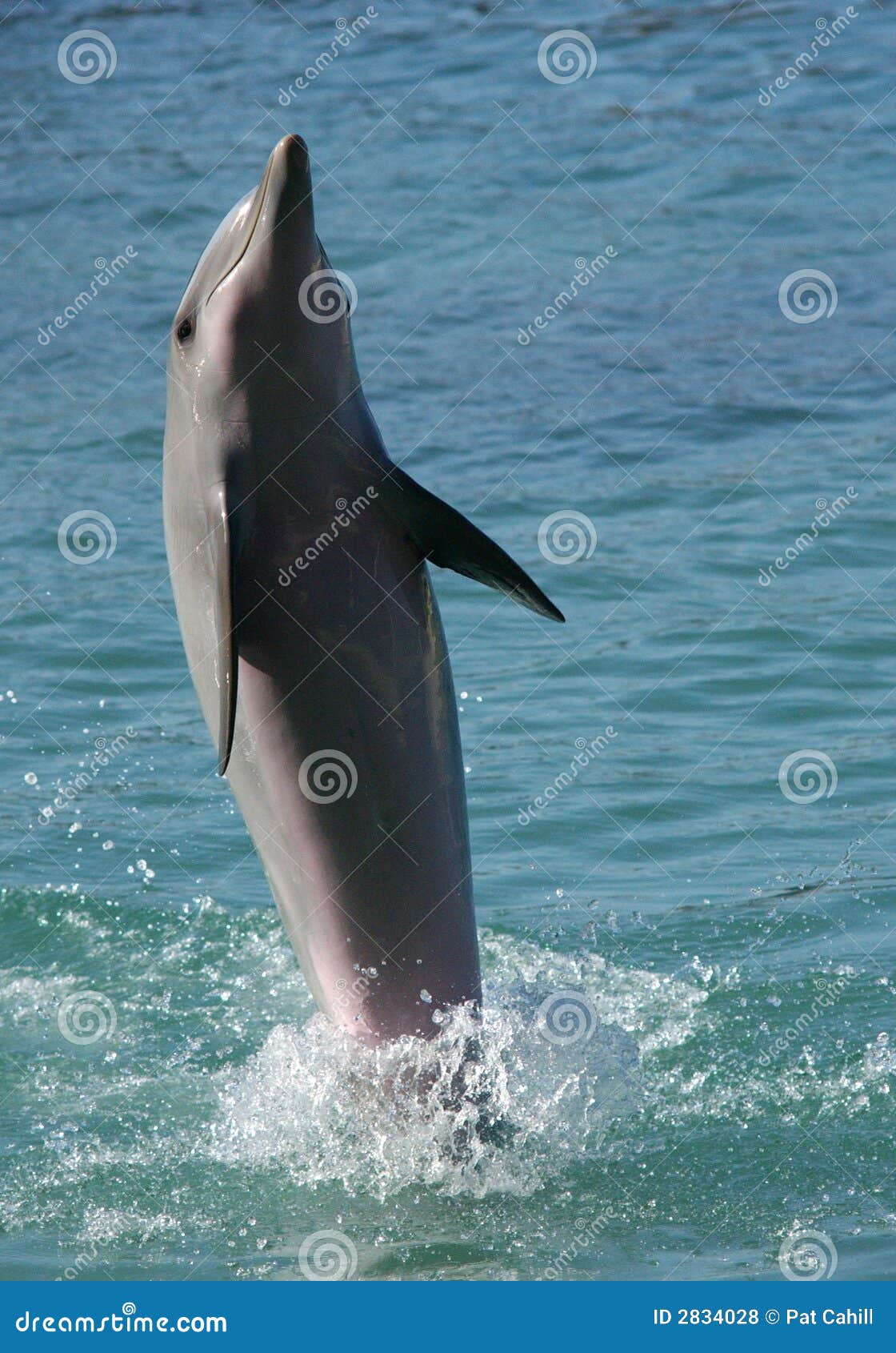Dolphin Standing On Tail Royalty-Free Stock Photography | CartoonDealer ...