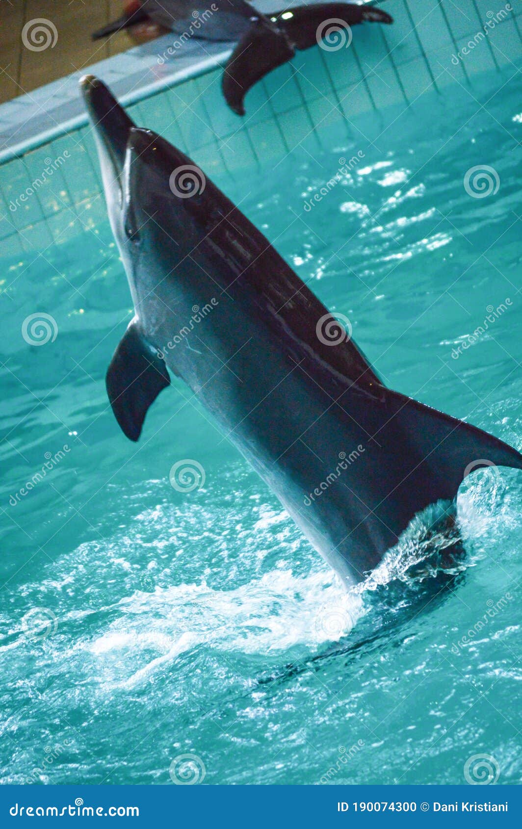 Dolphin Standing while Swimming on the Pool Stock Photo - Image of ...