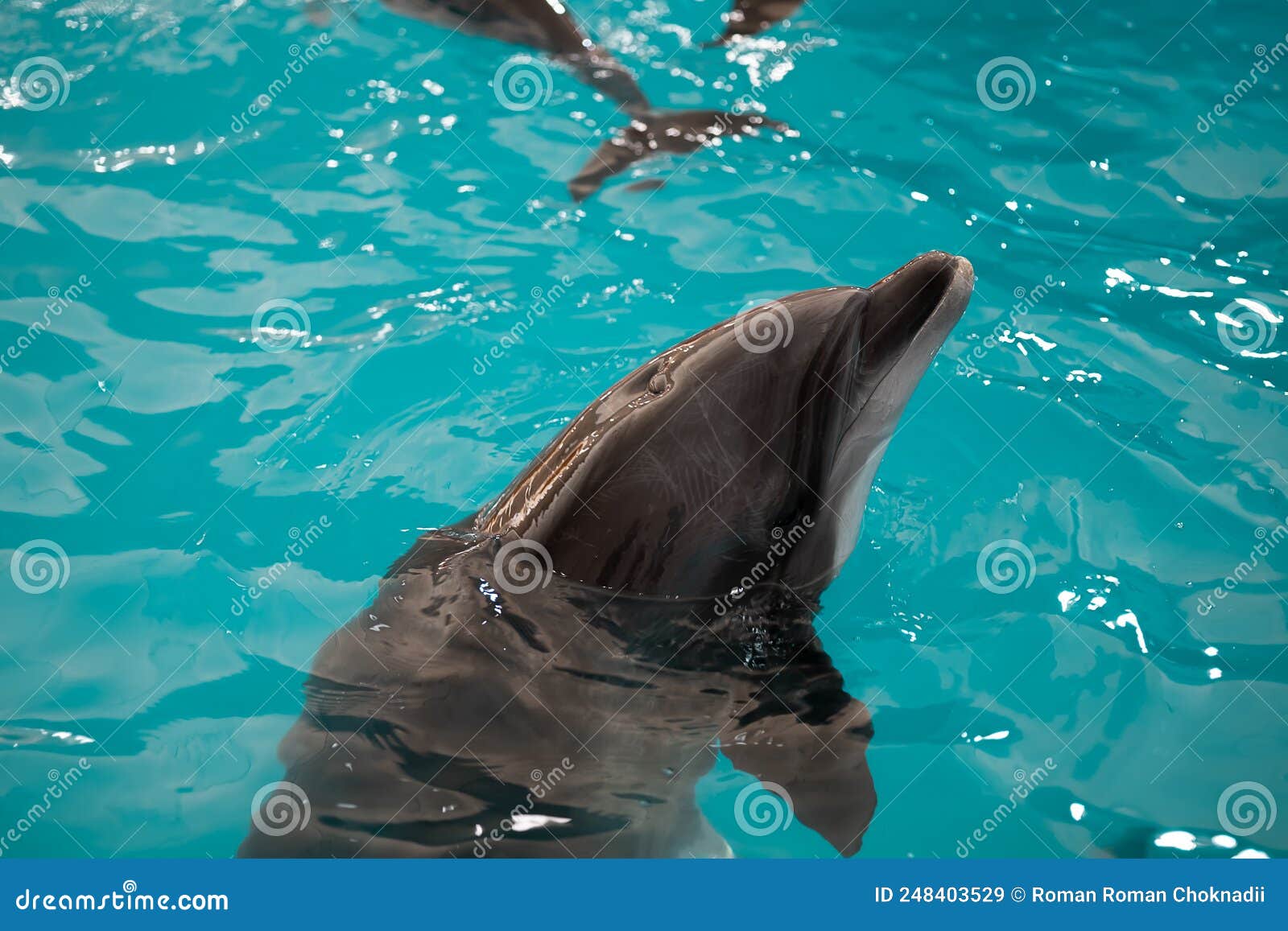 Dolphin Sticks Its Muzzle Out of the Water and Looks Around Stock Image ...