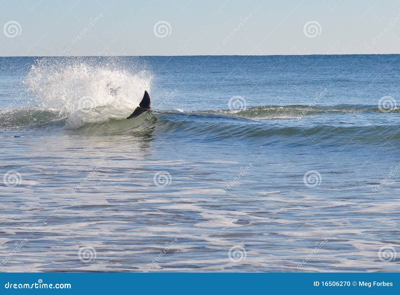 Dolphin in the surf stock photo. Image of surfing, surf - 16506270