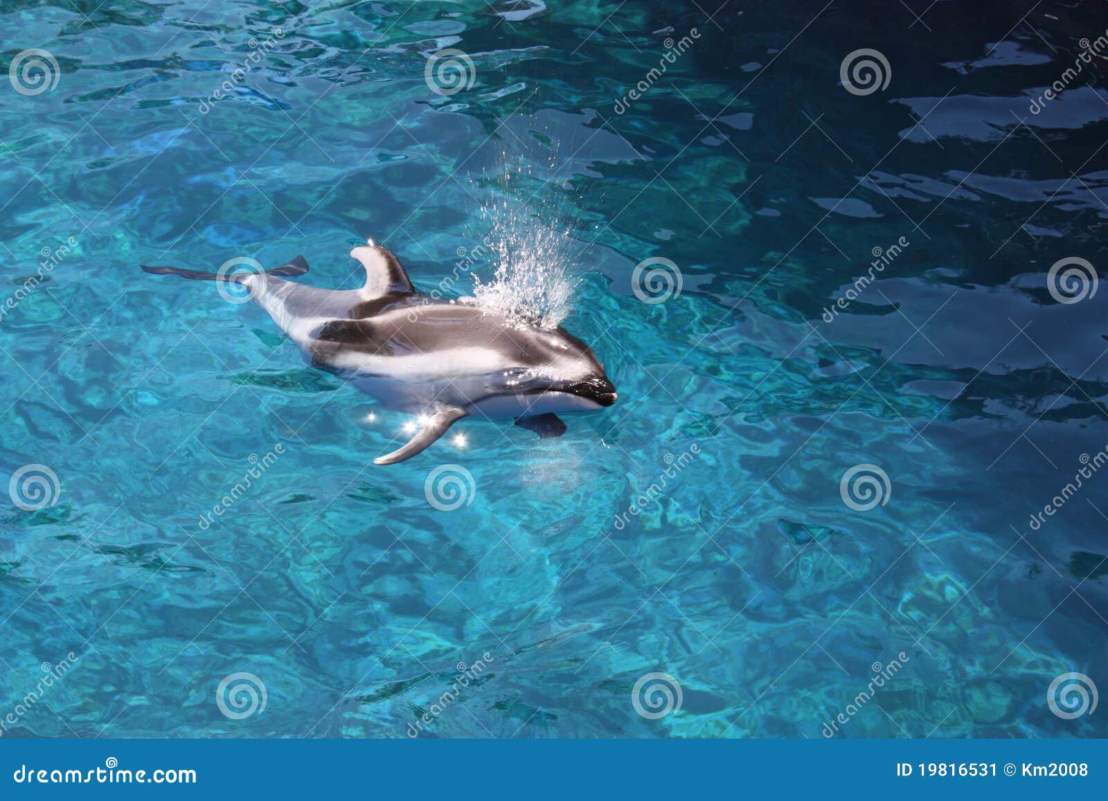 Dolphin surfacing stock image. Image of waves, breathing - 19816531