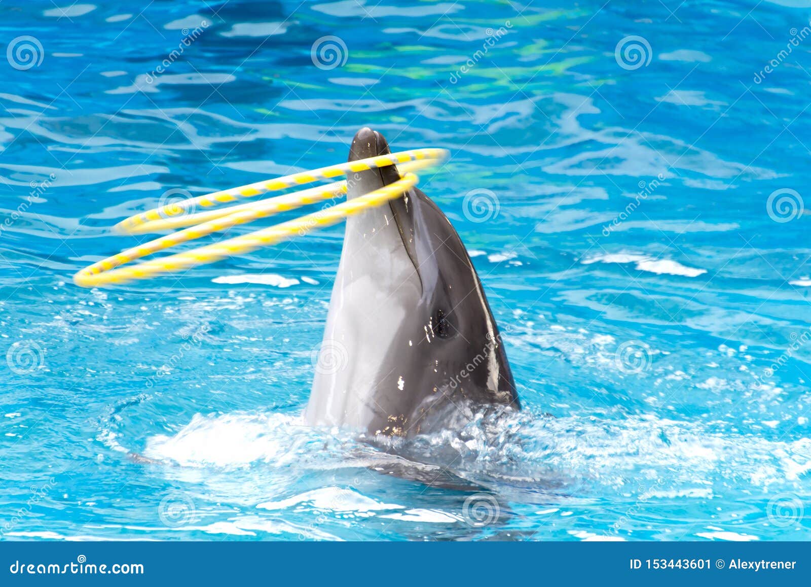 Dolphin Swim and Dancing in the Pool with Acrobatic Rings Stock Image ...