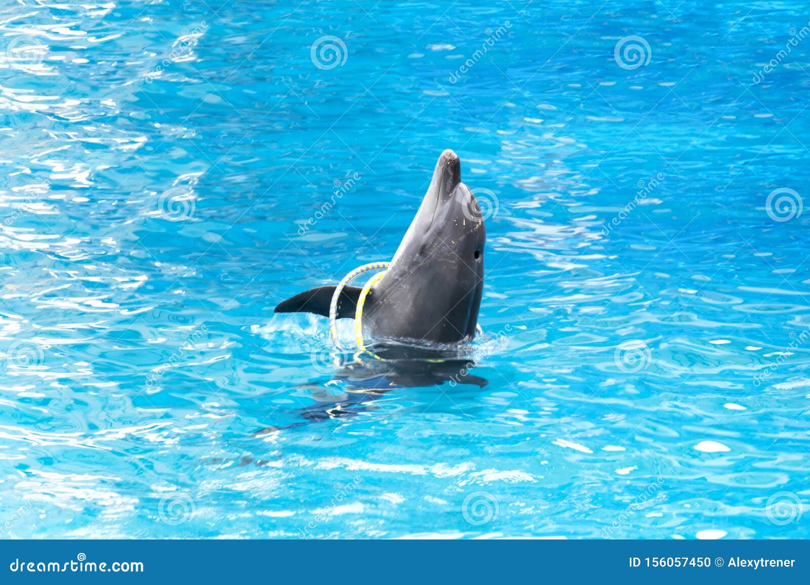 Dolphin Swim and Dancing in the Pool with Acrobatic Rings Stock Photo ...
