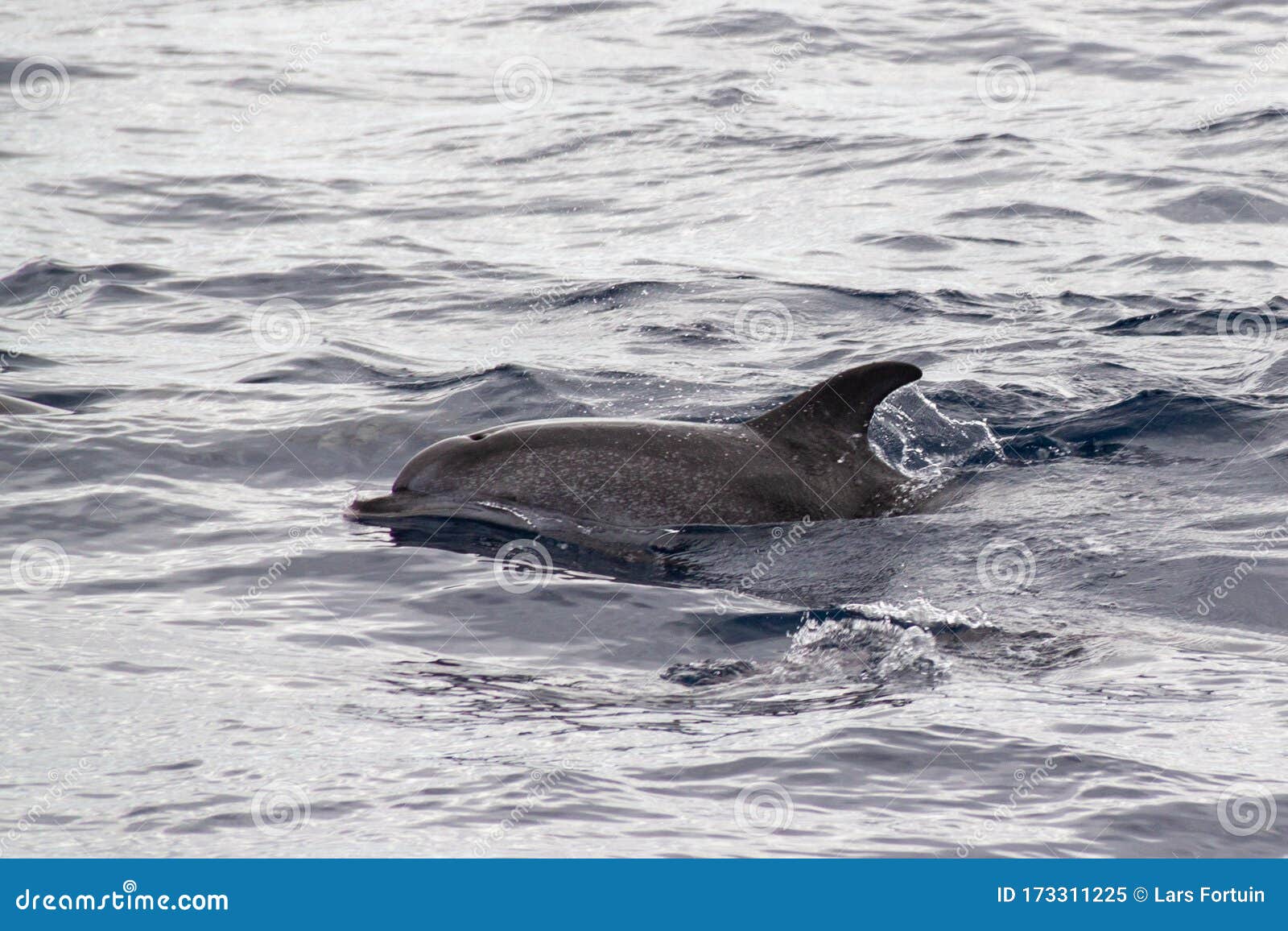 Dolphin Swimming Above the Water Stock Image - Image of ocean, blower ...