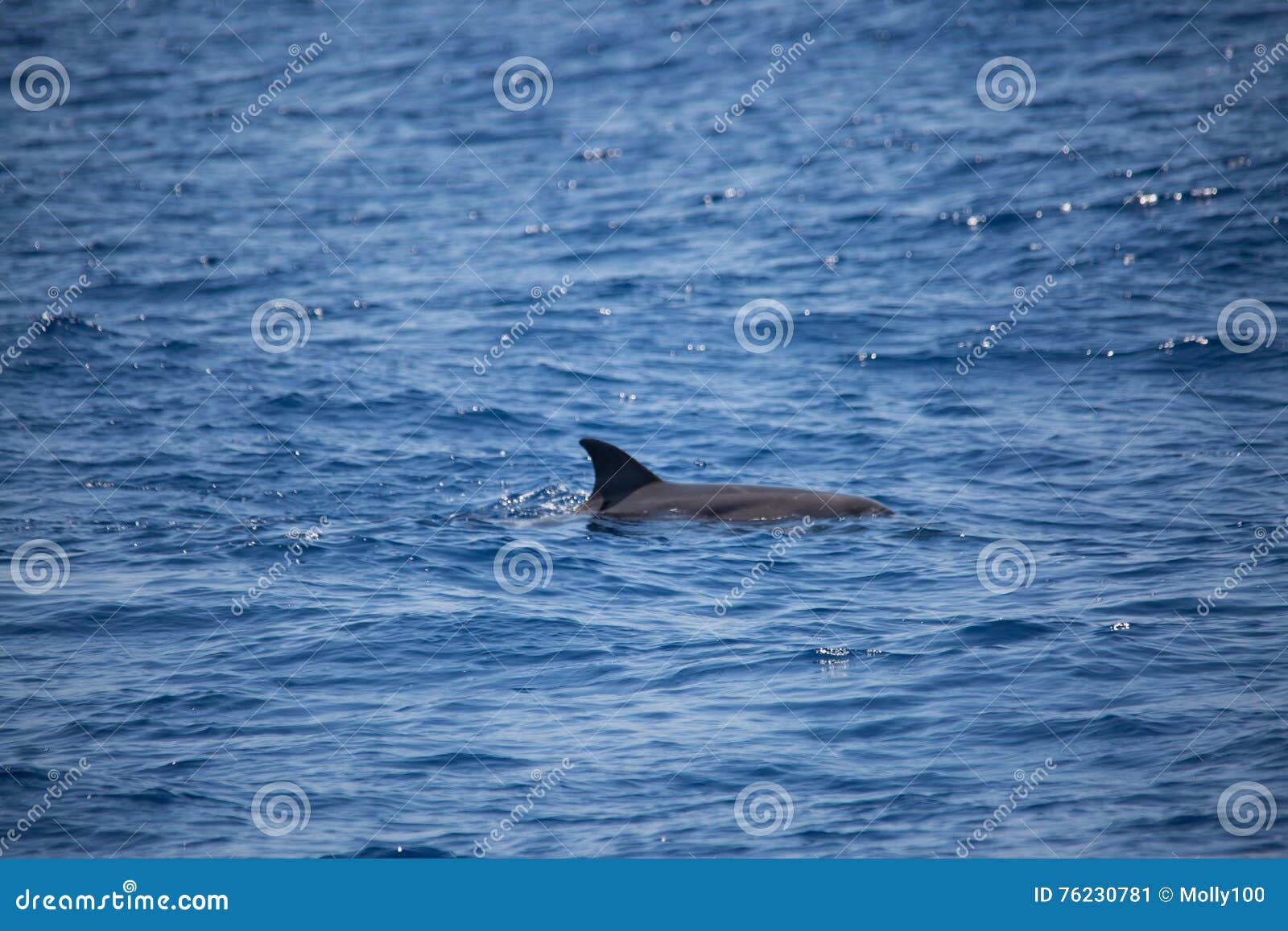 Dolphin Swimming Alone in the Sea, Dolphin Watching Stock Image - Image ...
