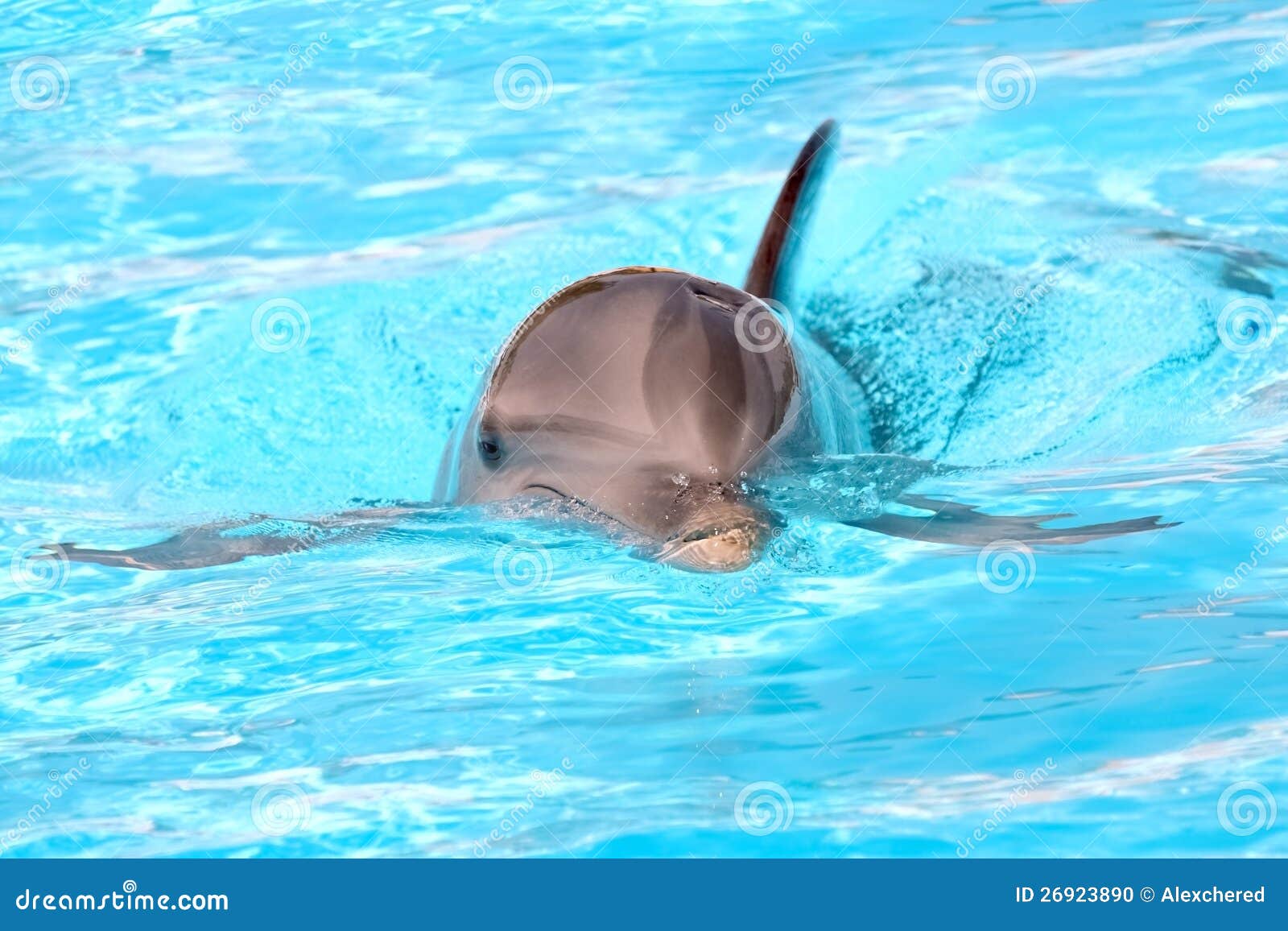 Swimming beautiful dolphin stock photo. Image of smart - 26923890