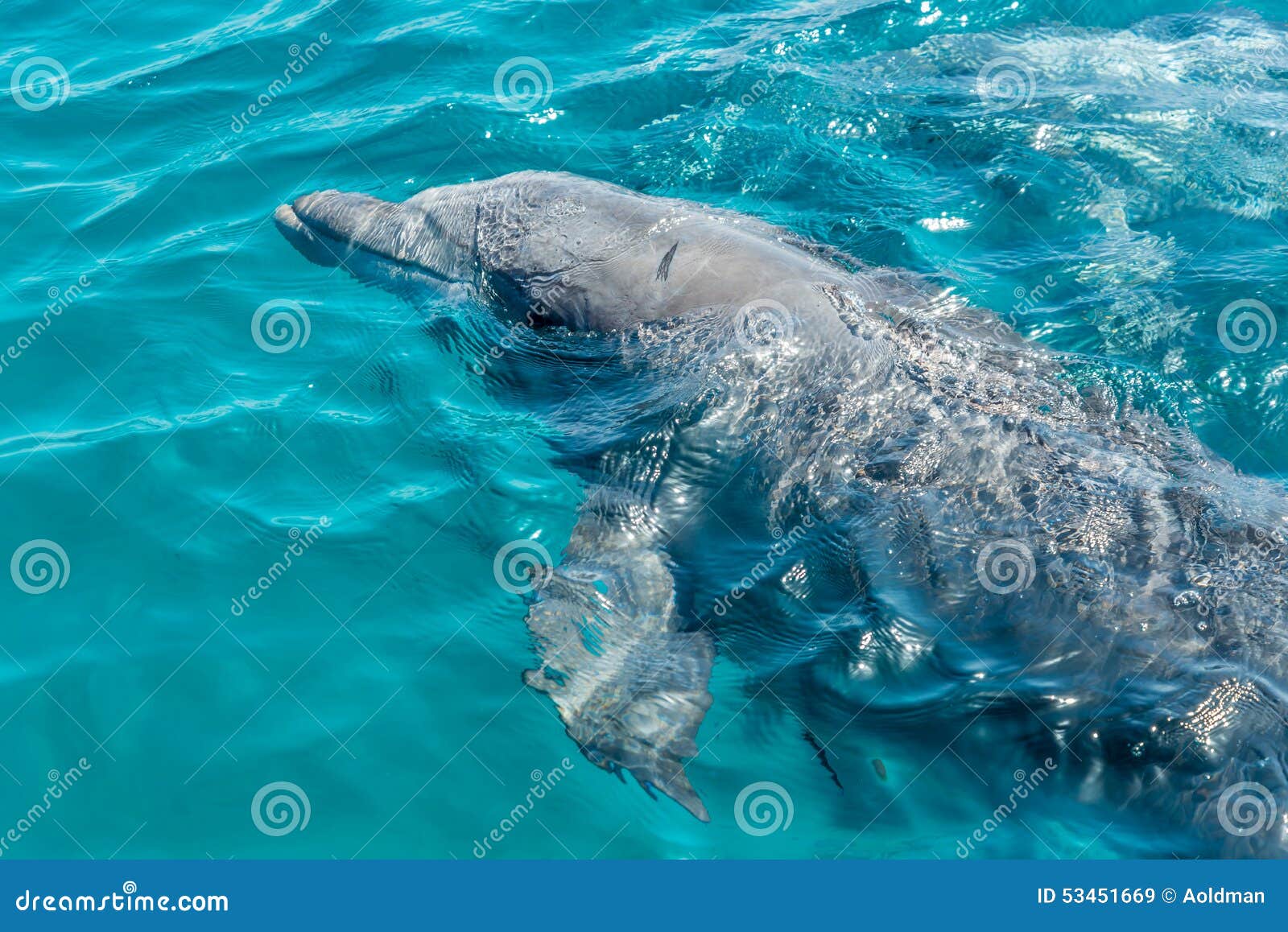 Dolphin stock image. Image of marine, activity, nature - 53451669