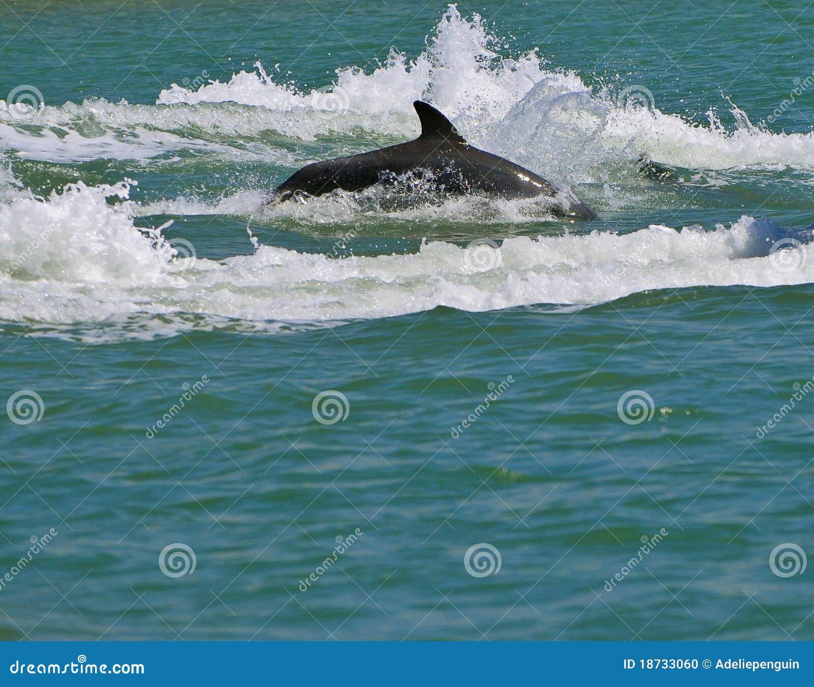 Dolphin Swimming, Florida stock photo. Image of animal - 18733060