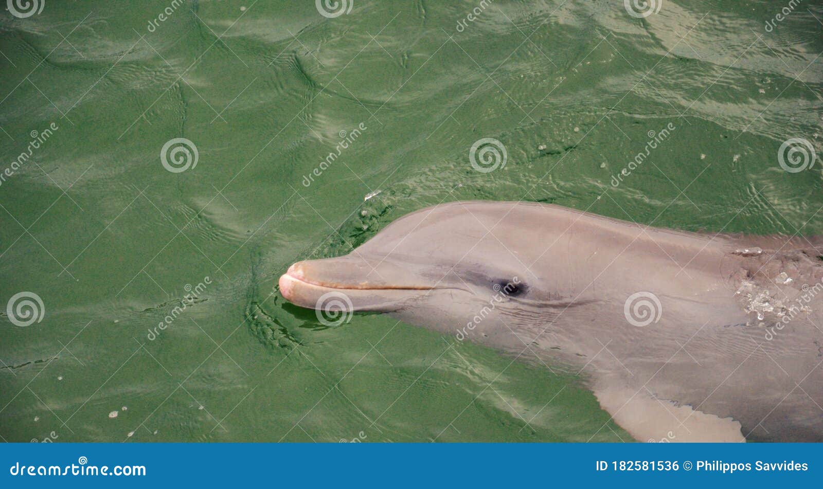 A Dolphin Swimming in the Oceans of Cuba. Stock Photo - Image of gray ...