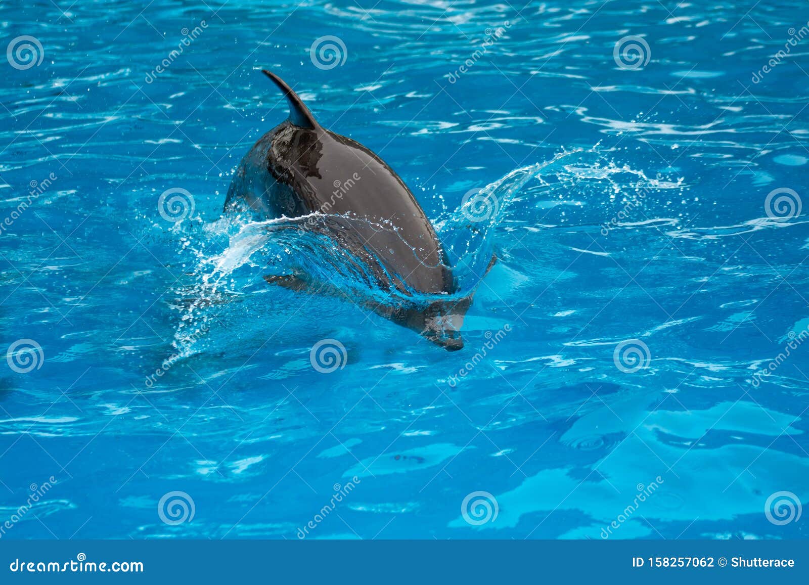 Dolphin is Swimming in a Pool Stock Photo - Image of summer, natural ...
