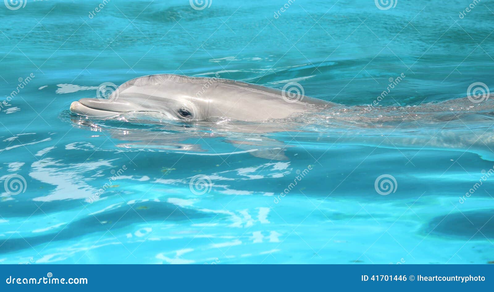 Dolphin stock photo. Image of alone, marine, echolocation - 41701446