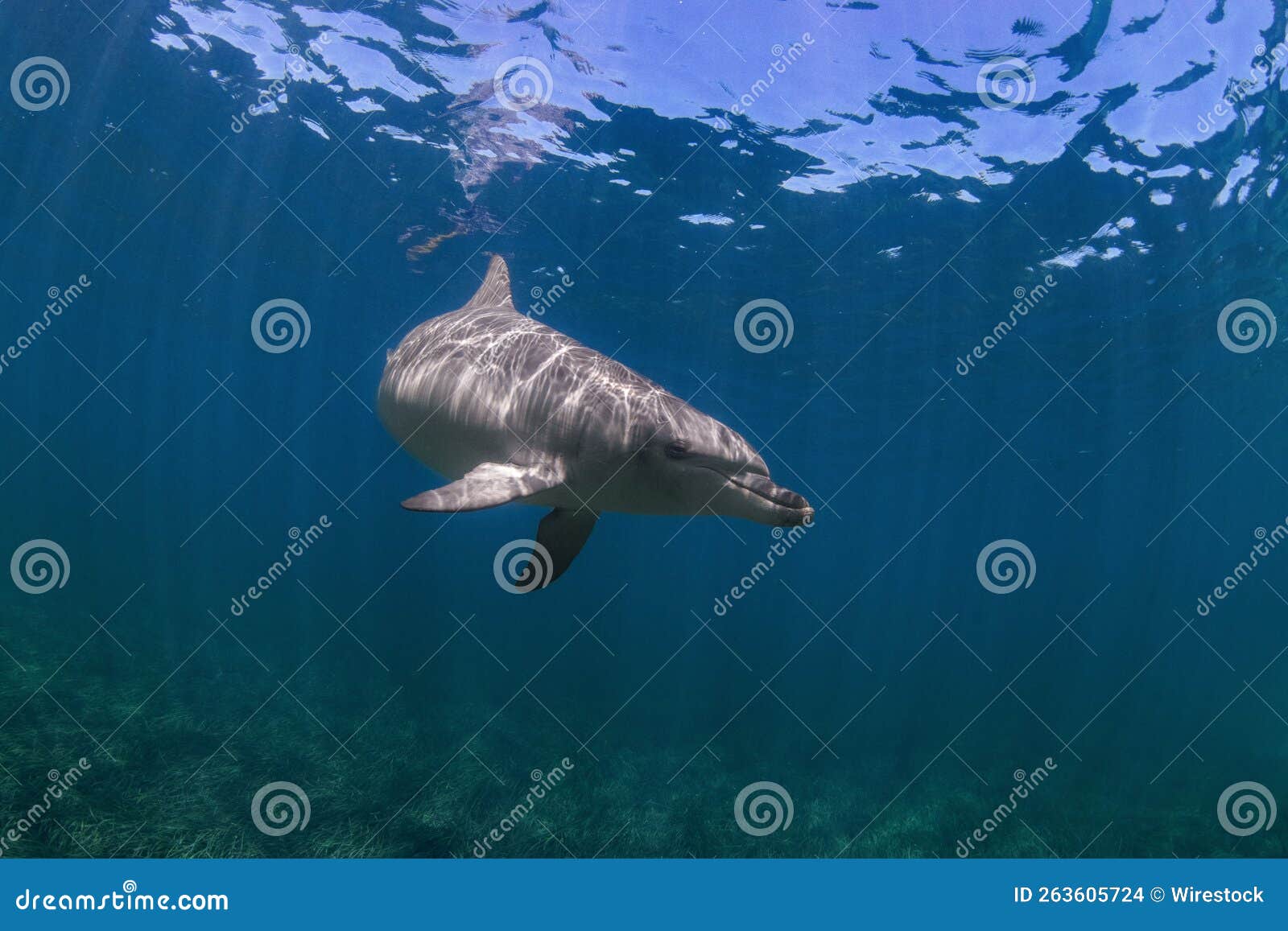 Dolphin Swimming Under the Deep Ocean Stock Photo - Image of creature ...