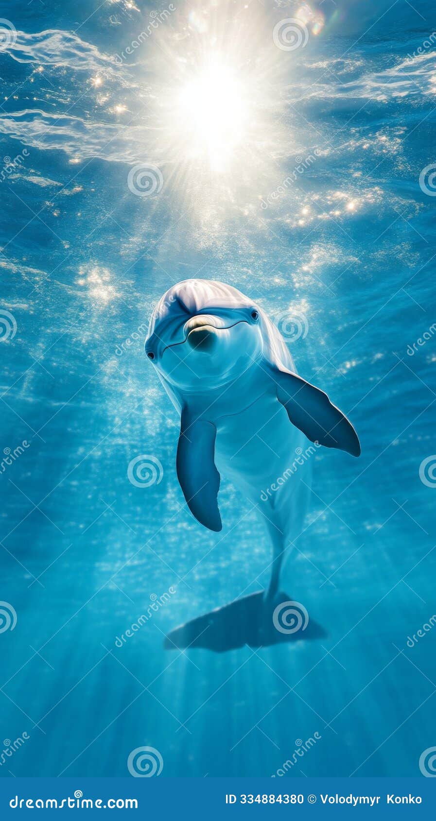 Dolphin Swimming Underwater with Sunlight Shining through Stock Photo ...
