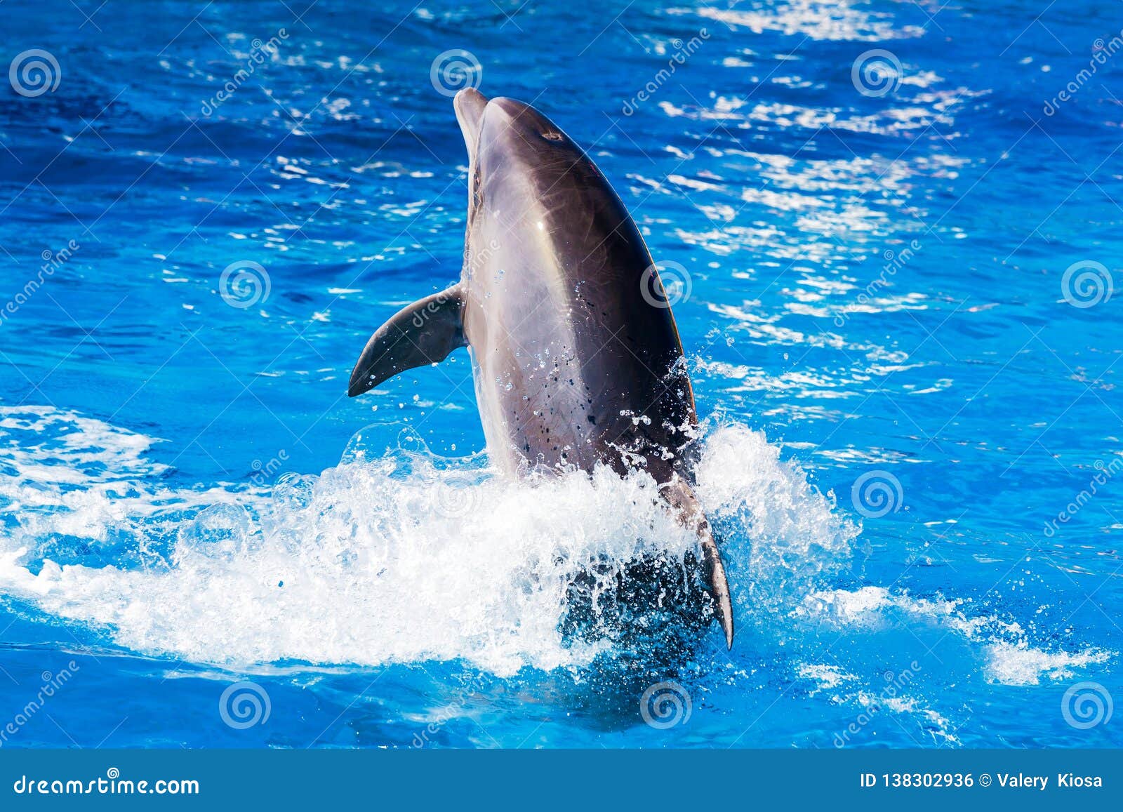 Dolphin swims in the pool stock photo. Image of creature - 138302936