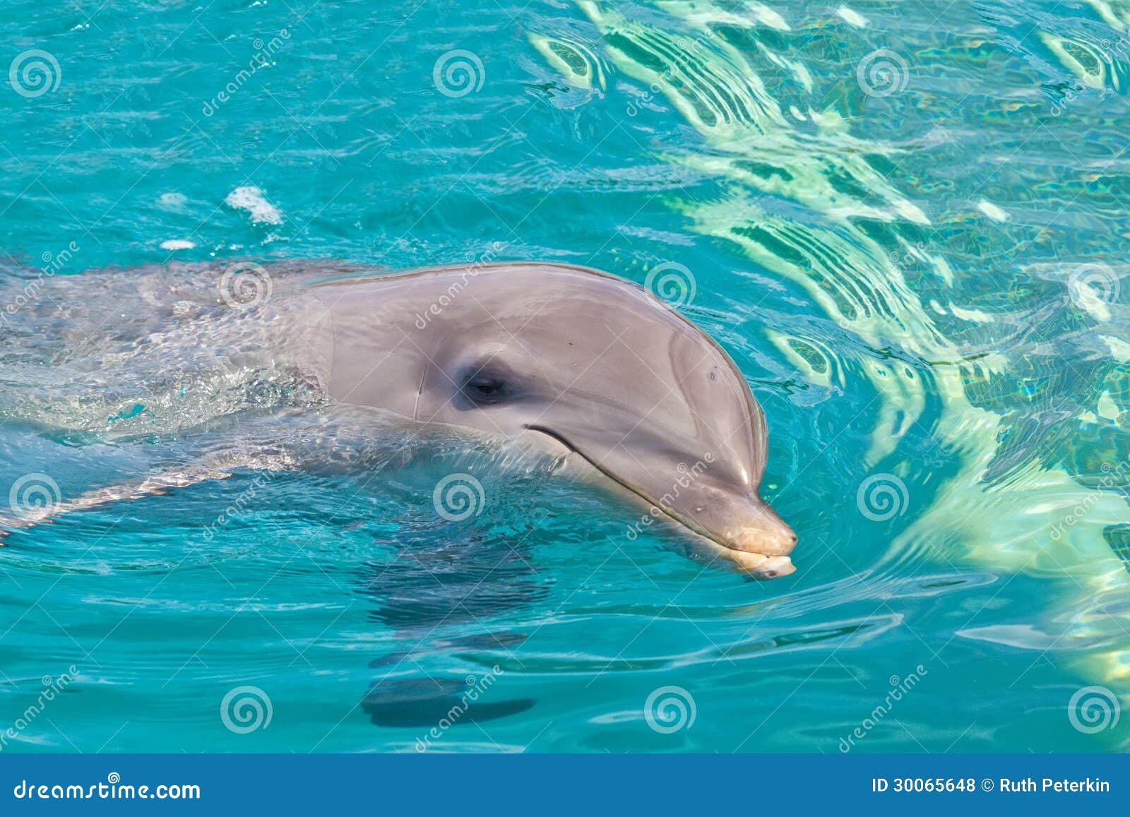 Dolphin stock photo. Image of marine, aquatic, pool, fish - 30065648